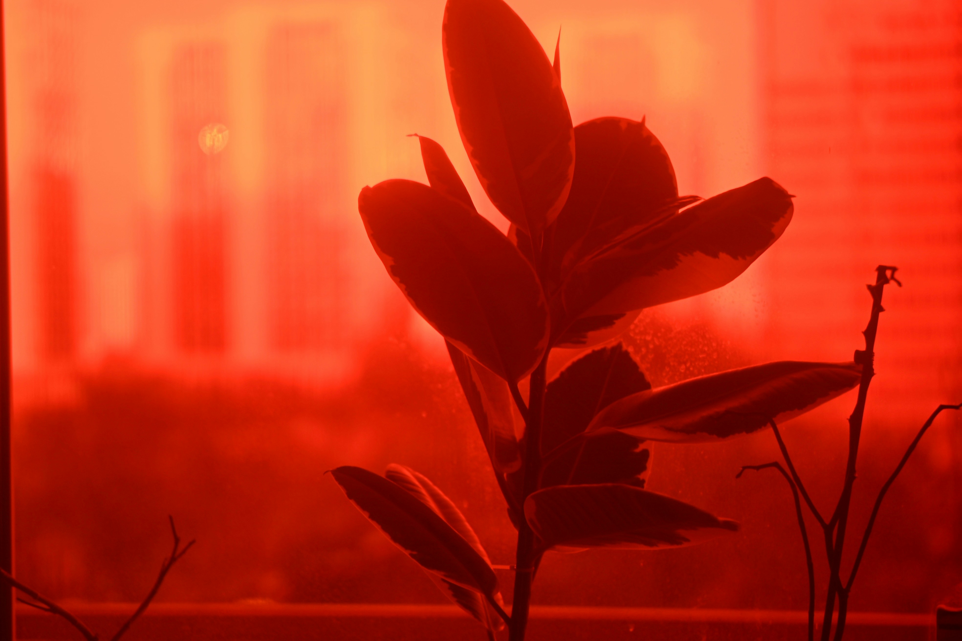 Silhouetted Sprout Against a Rusted Window