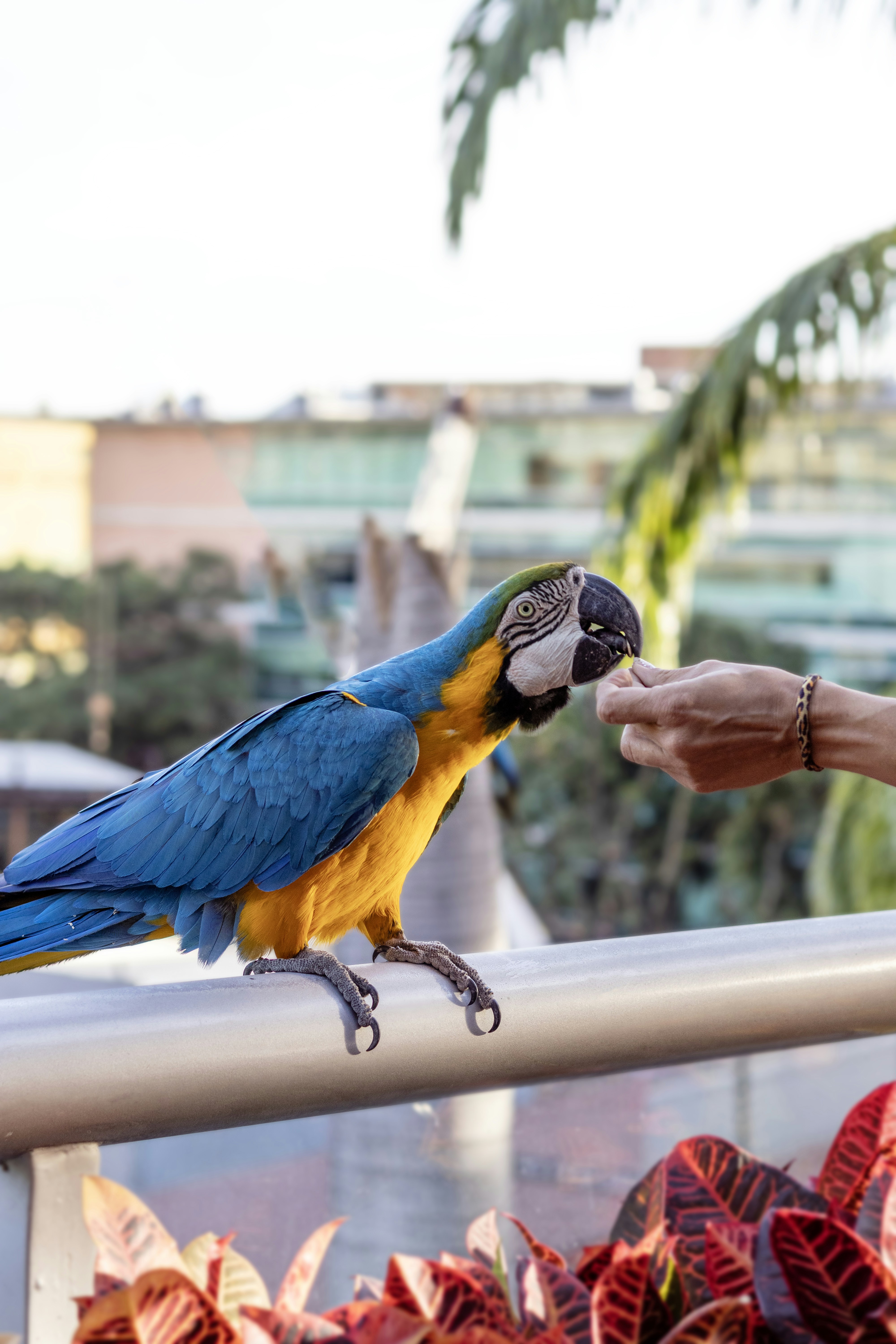 Feathered Confidant: A Moment at the Hand's Touch