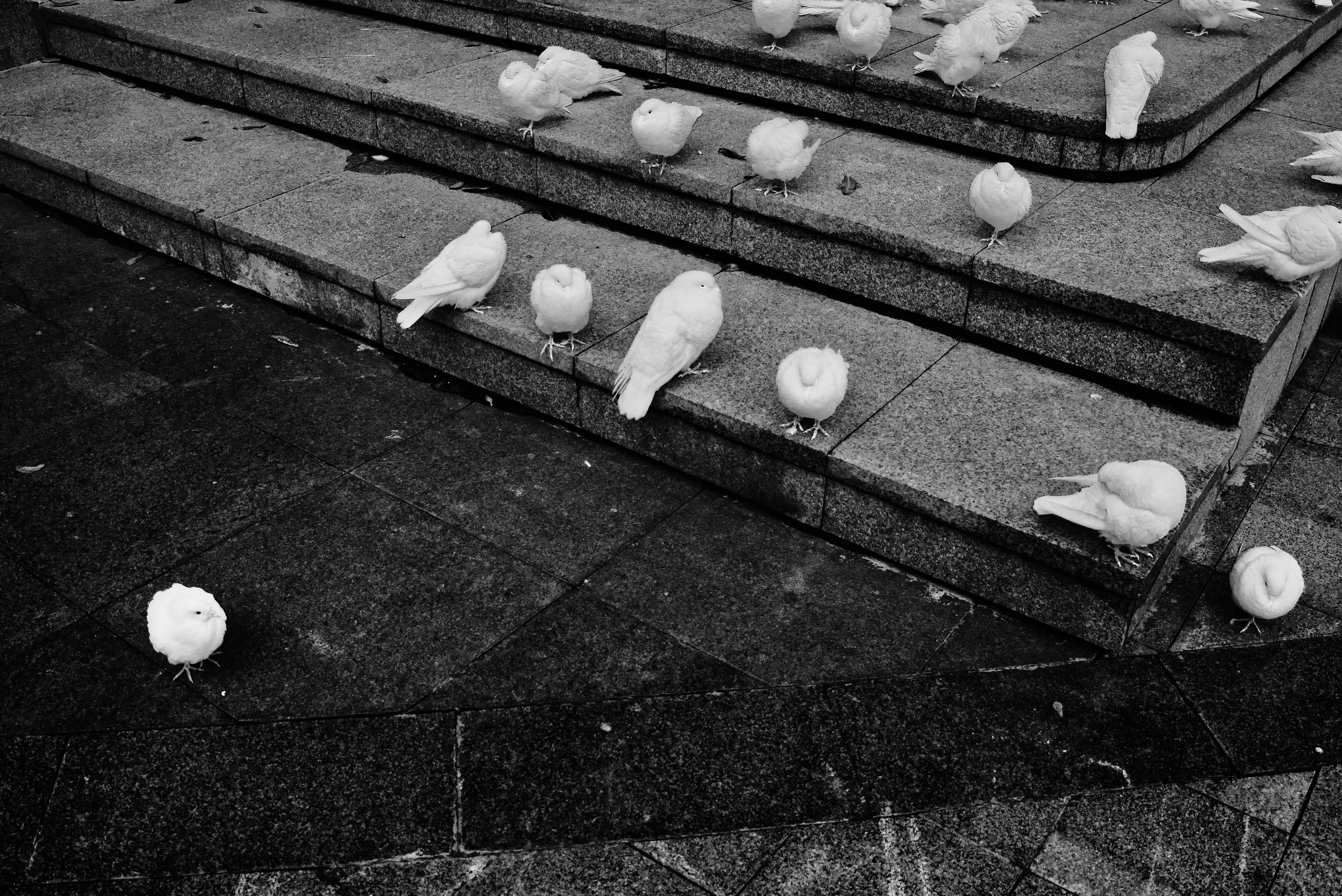 A Quiet Assembly of White Birds on Concrete Steps