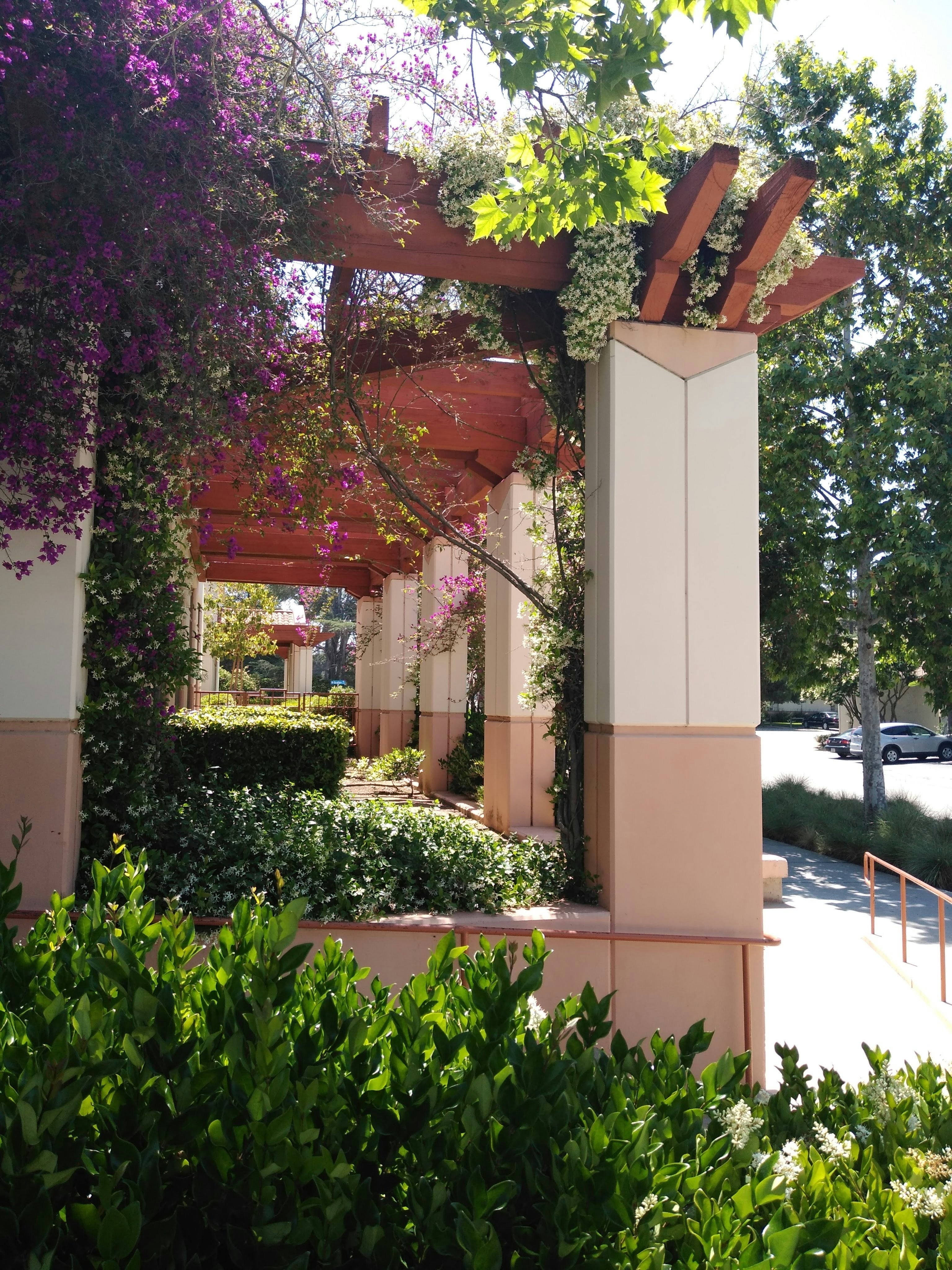 A covered walkway with climbing flowers and greenery.
