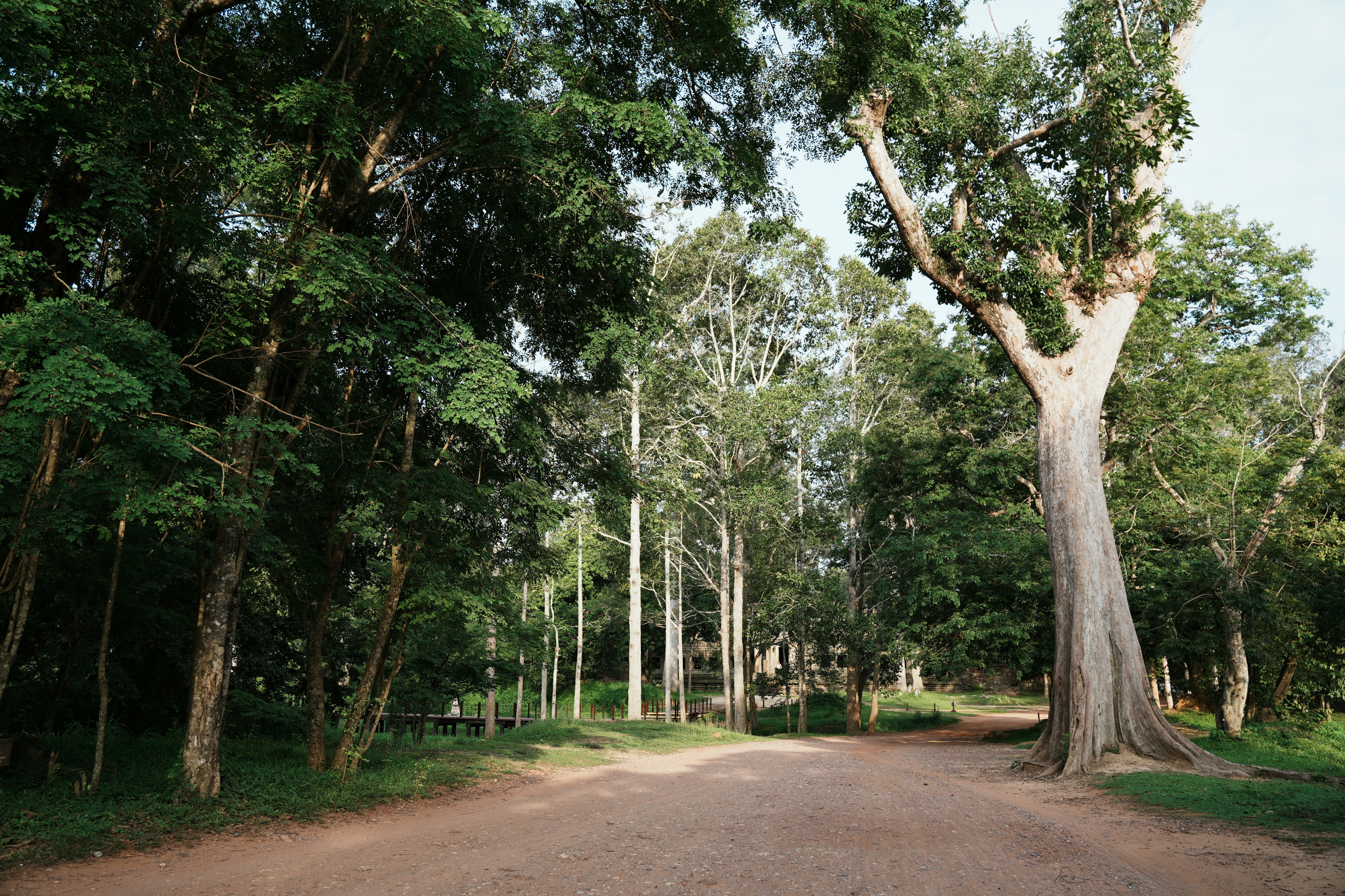 Sunlit Avenue: A Quiet Path Through A Verdant Park