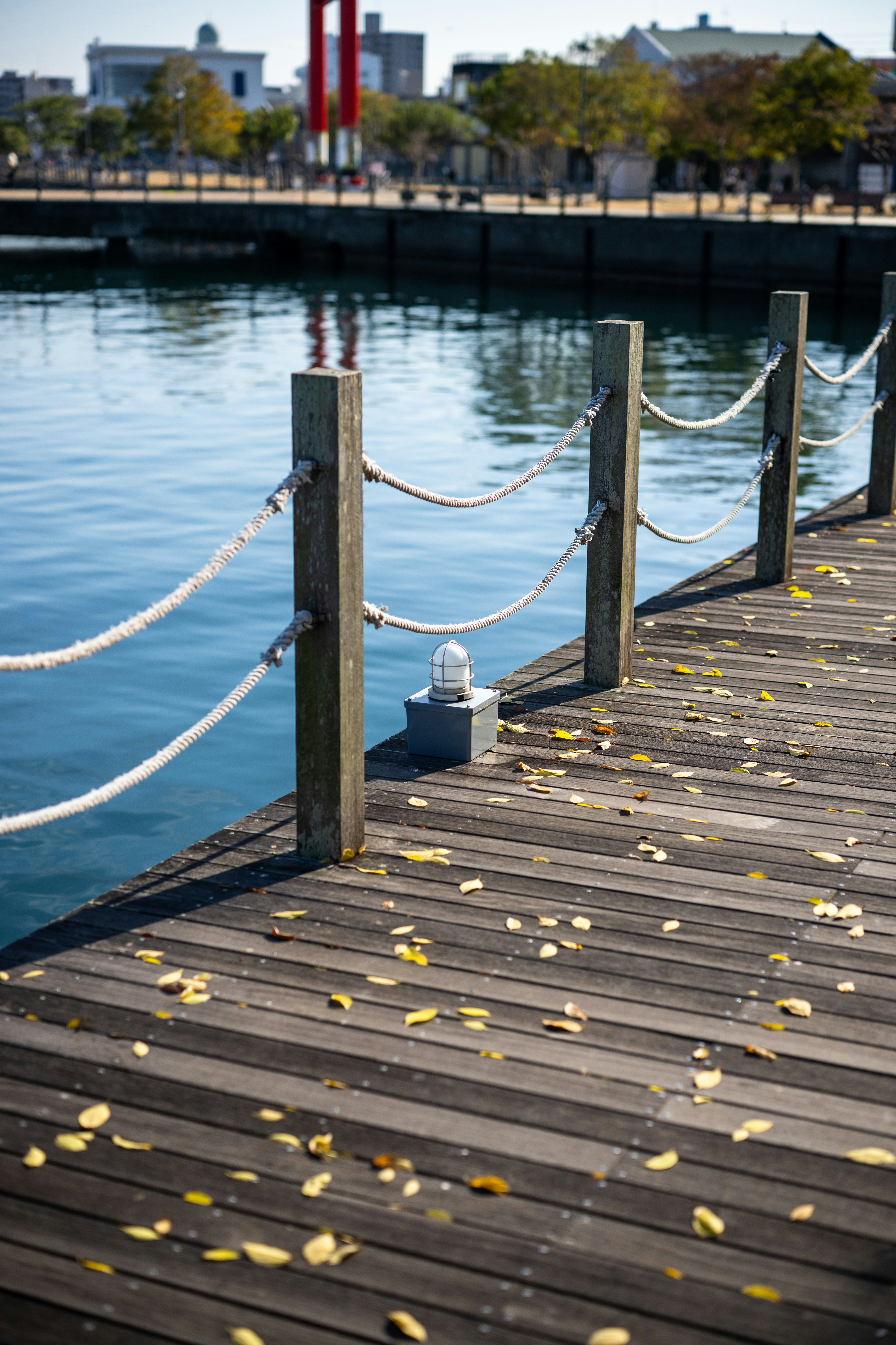 Along the Quiet Pier: Leaves, Rope, and Reflections