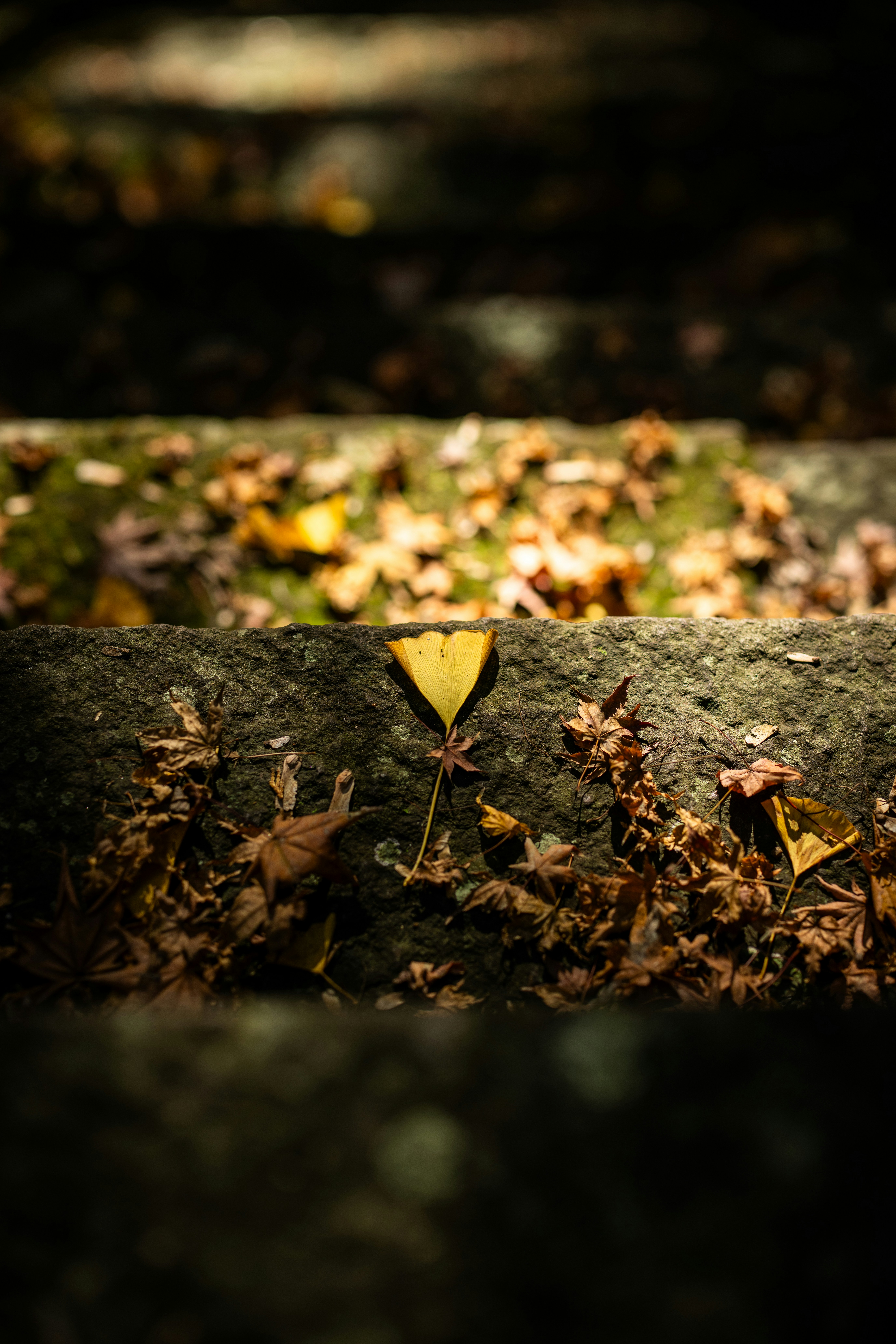 Autumn Leaf in Shadowed Stone Steps