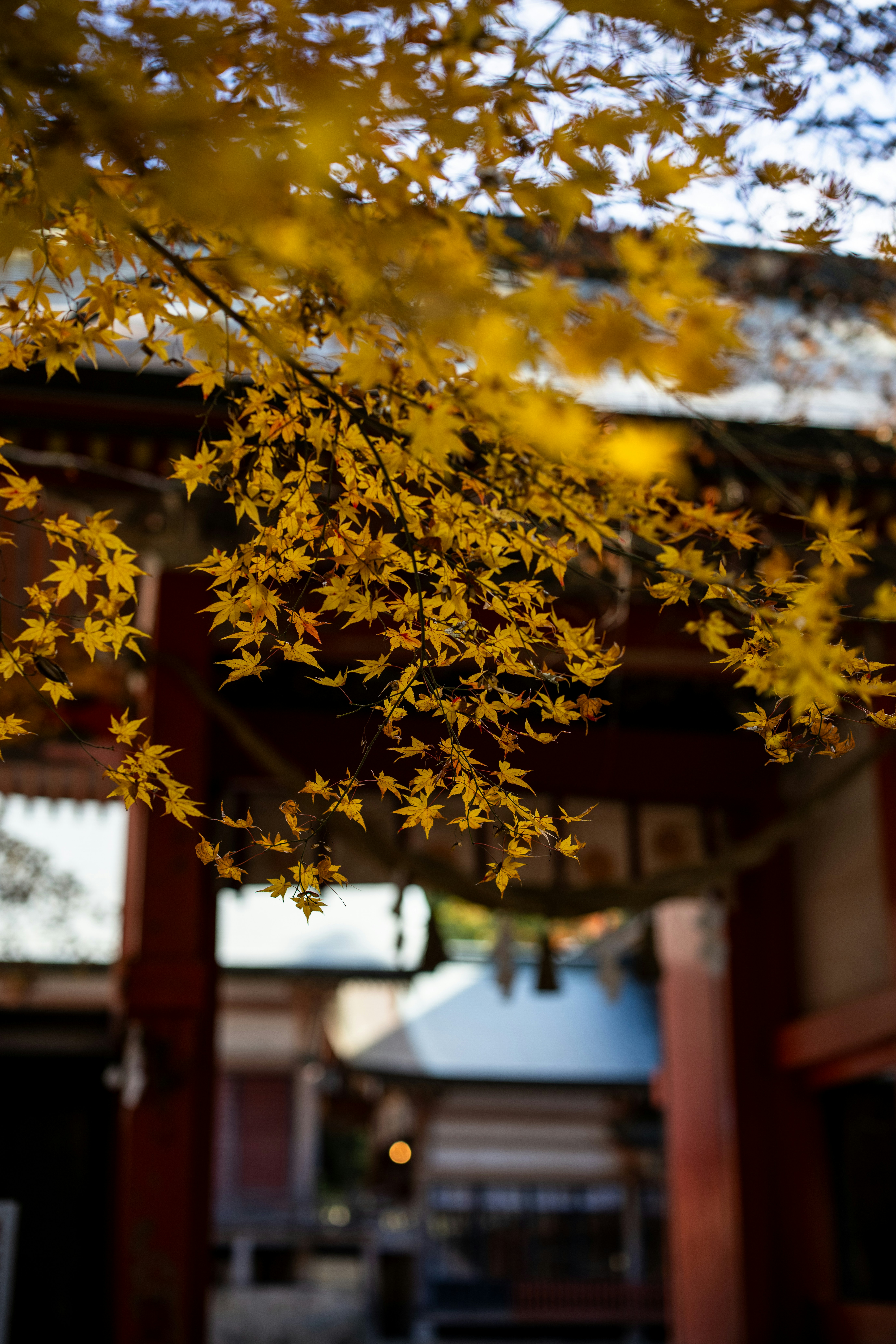 Photo by Kouji Tsuru with Nikon Z9