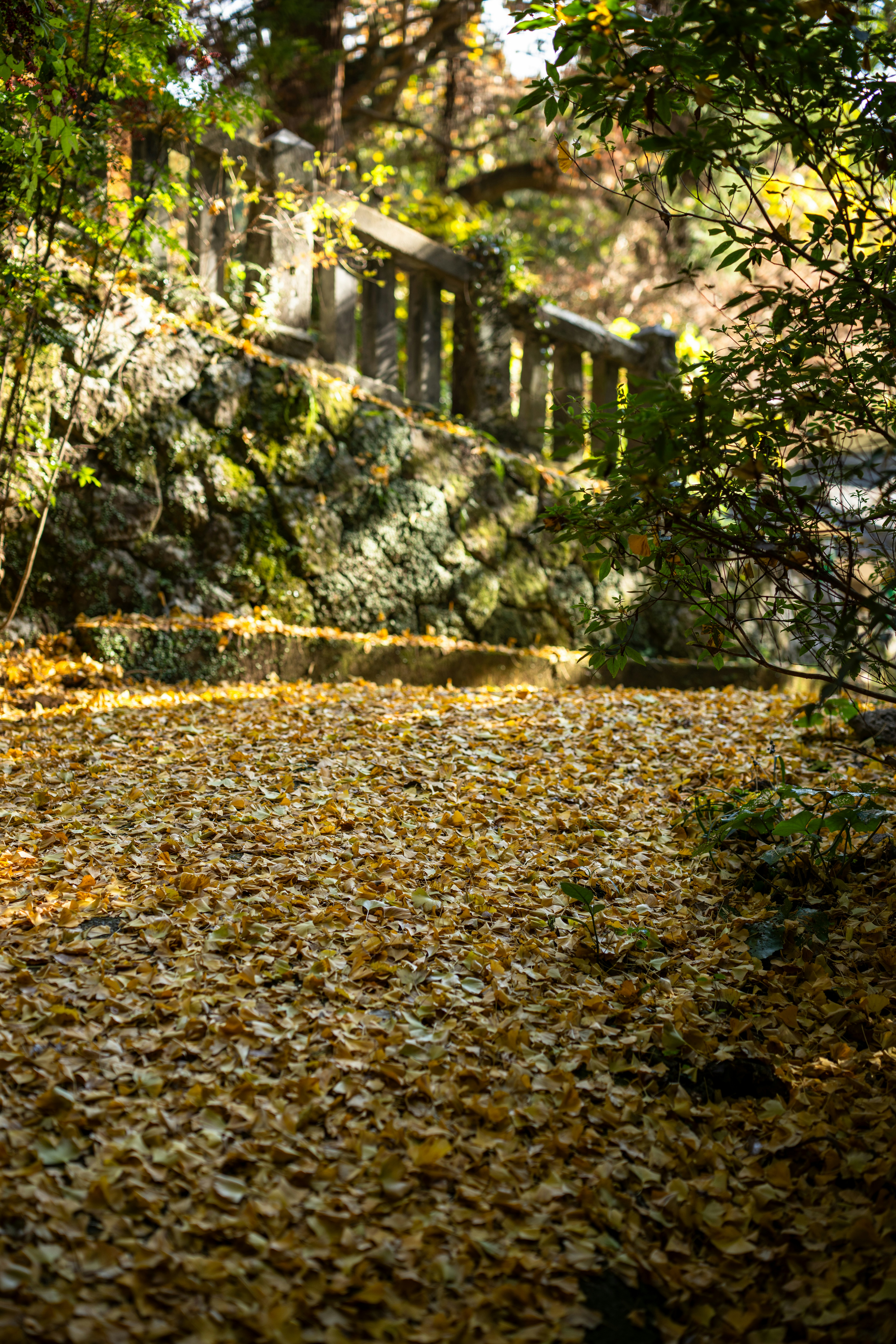 Autumn Footpath Dappled by Light and Leaves
