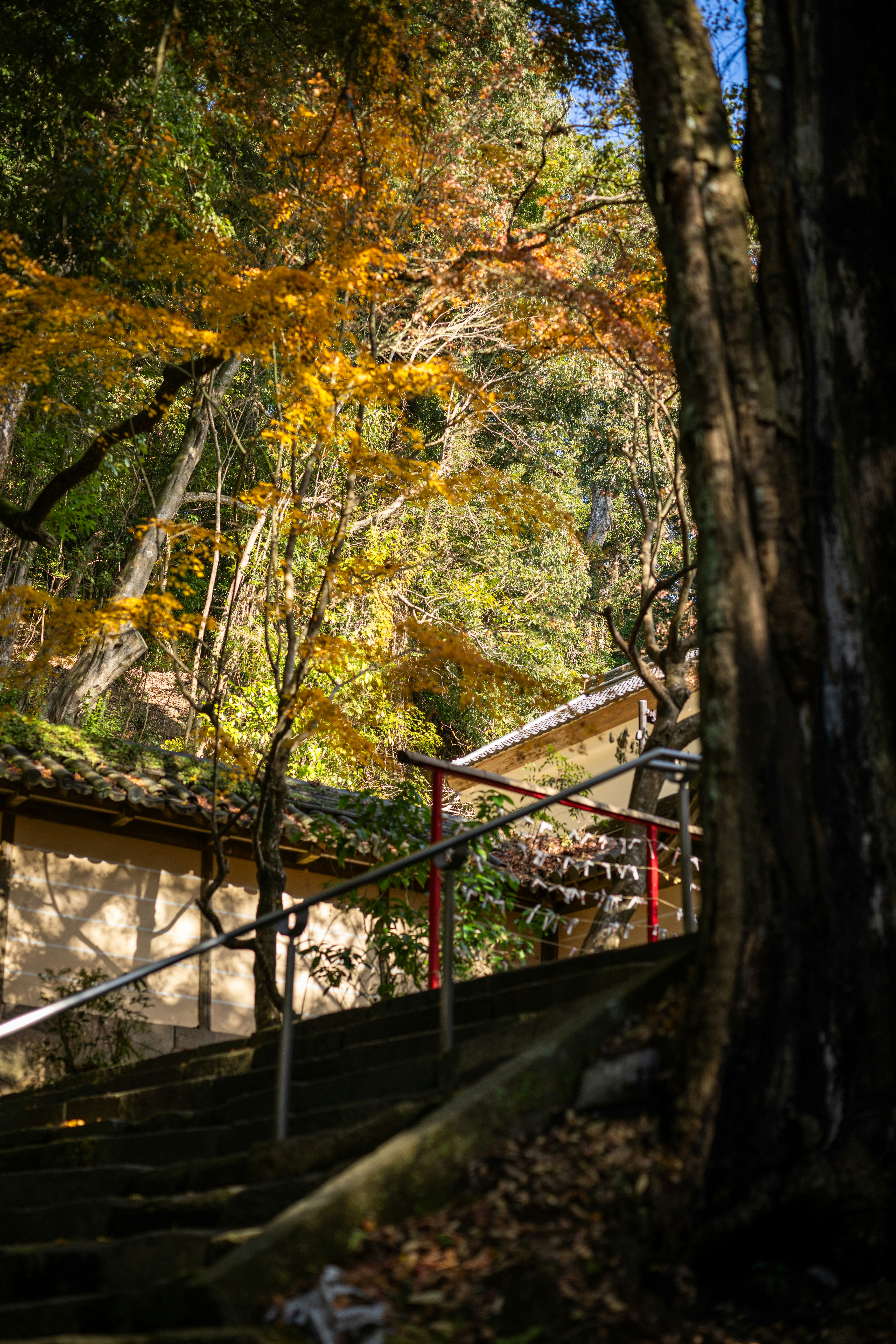 Photo by Kouji Tsuru with Nikon Z9