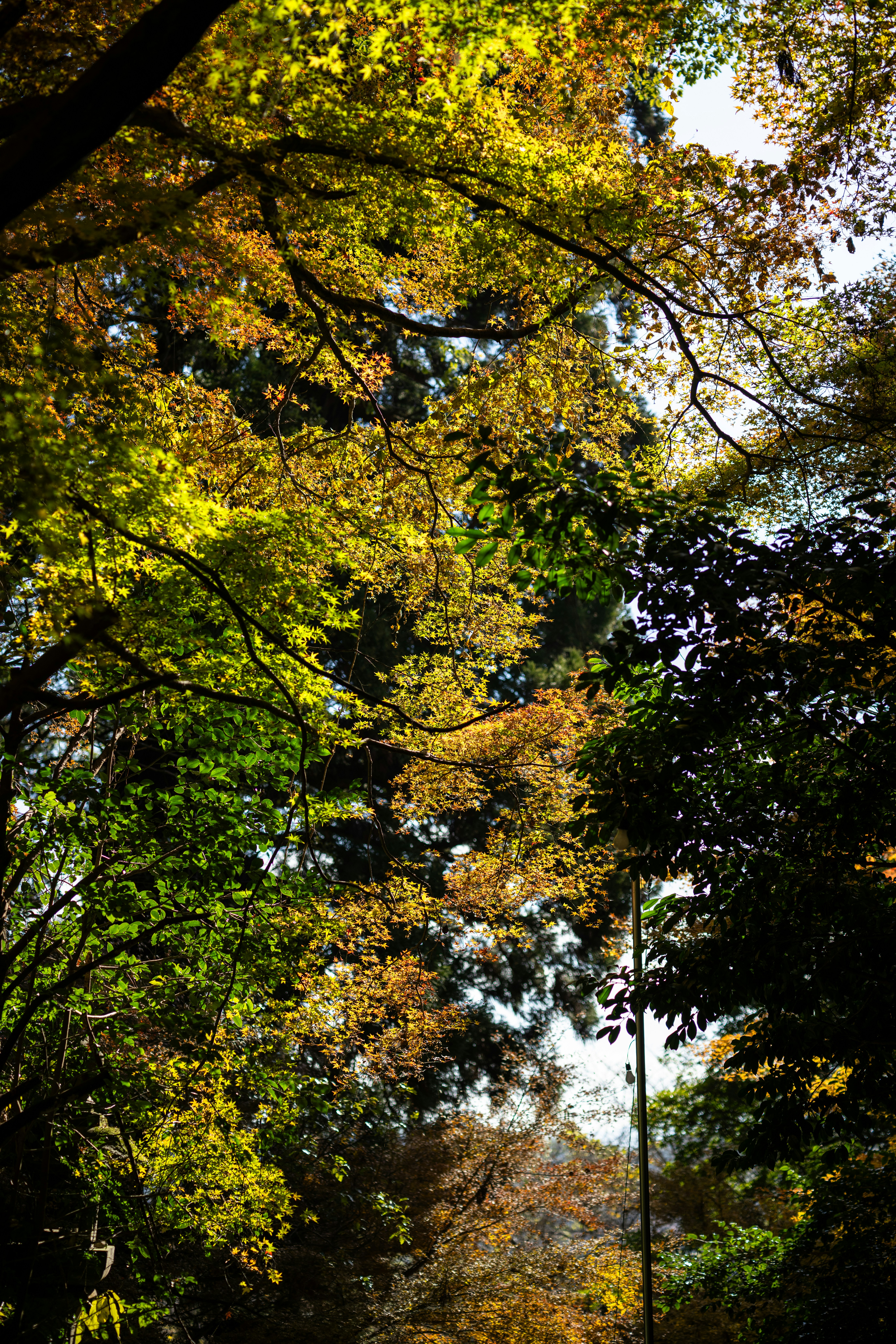 Photo by Kouji Tsuru with Nikon Z9