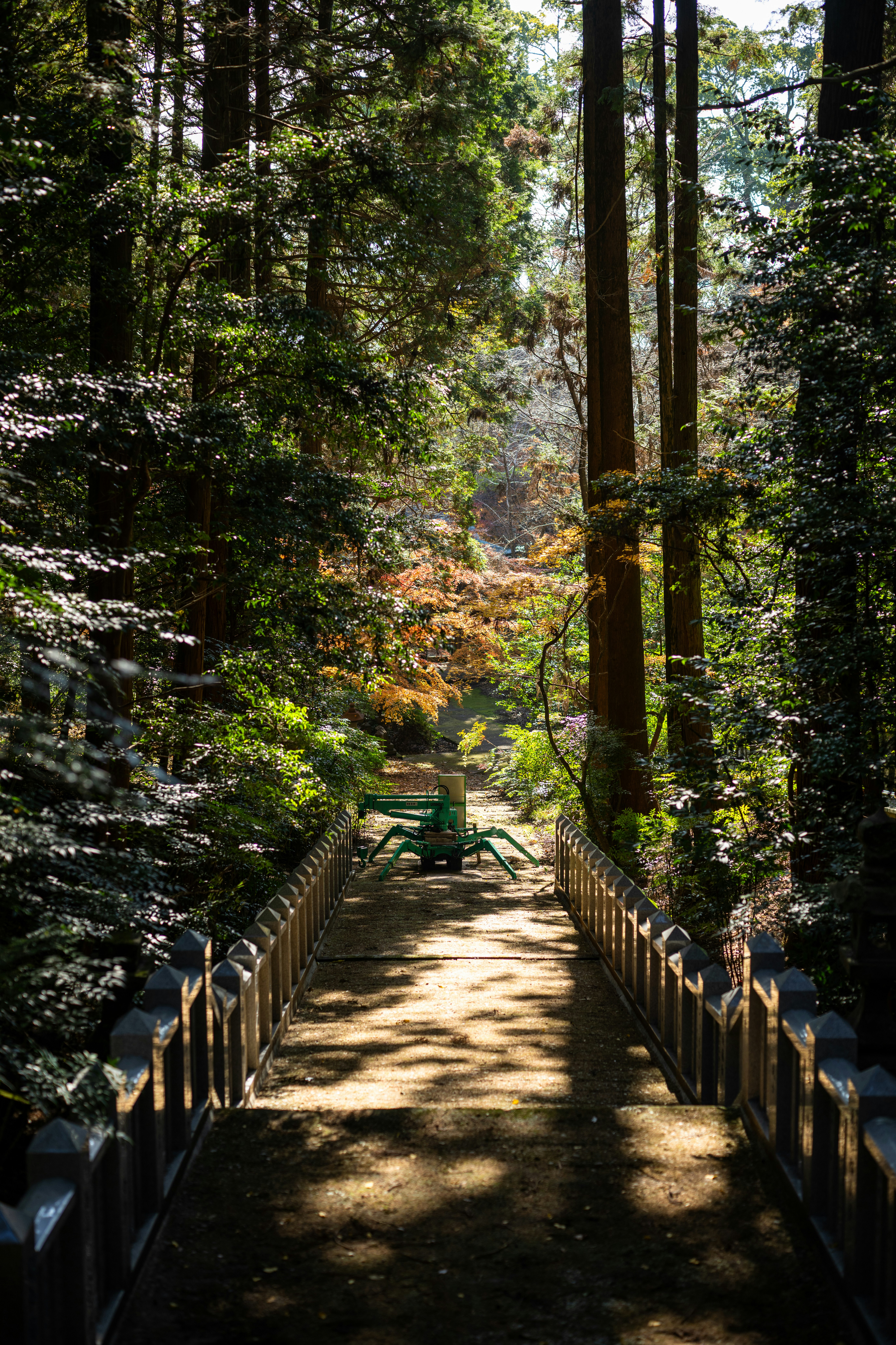 Sunlit Path Through a Quiet Forest Corridor