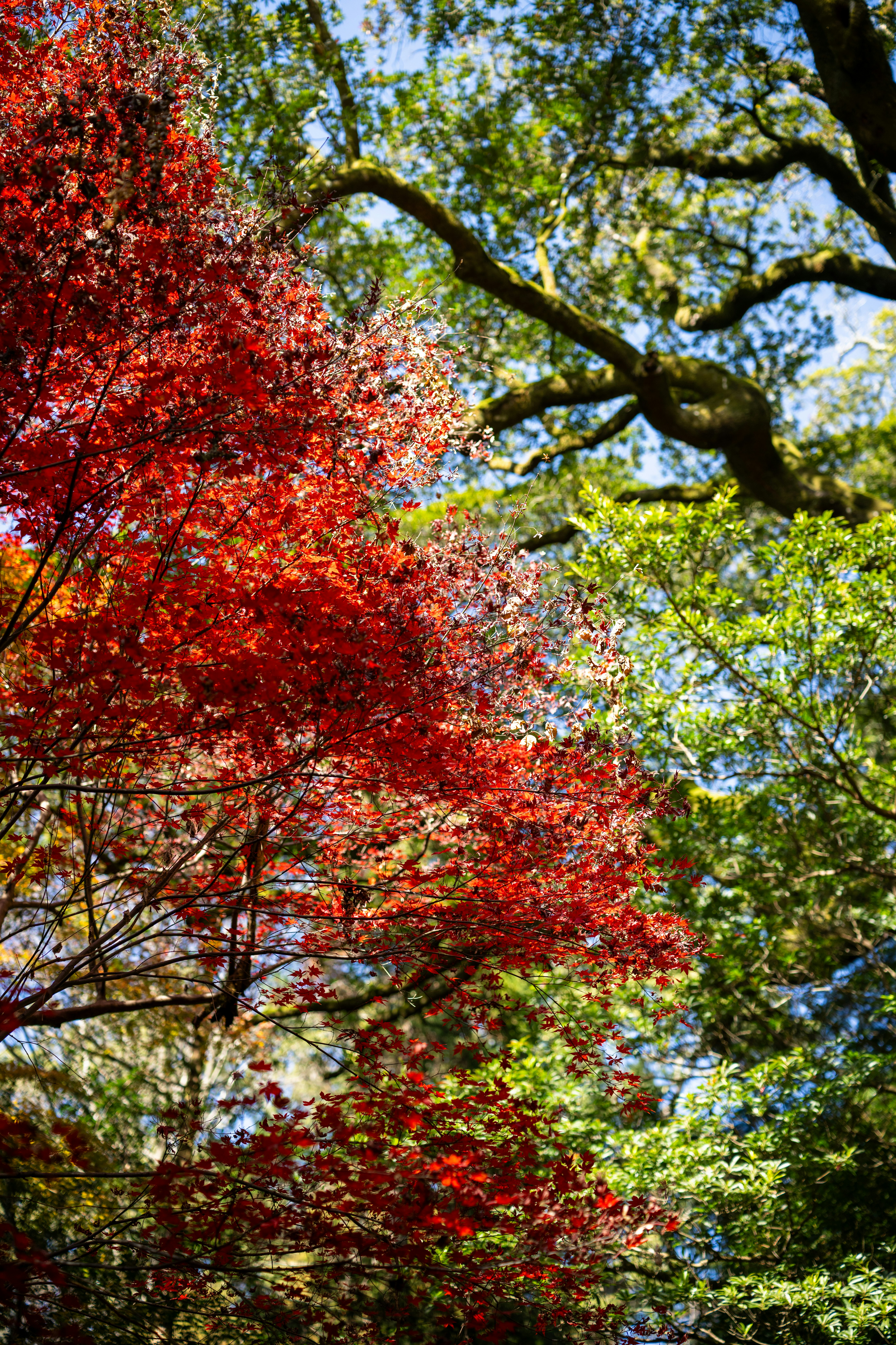 Crimson Maple Fronds Against a Canopy of Spring Light