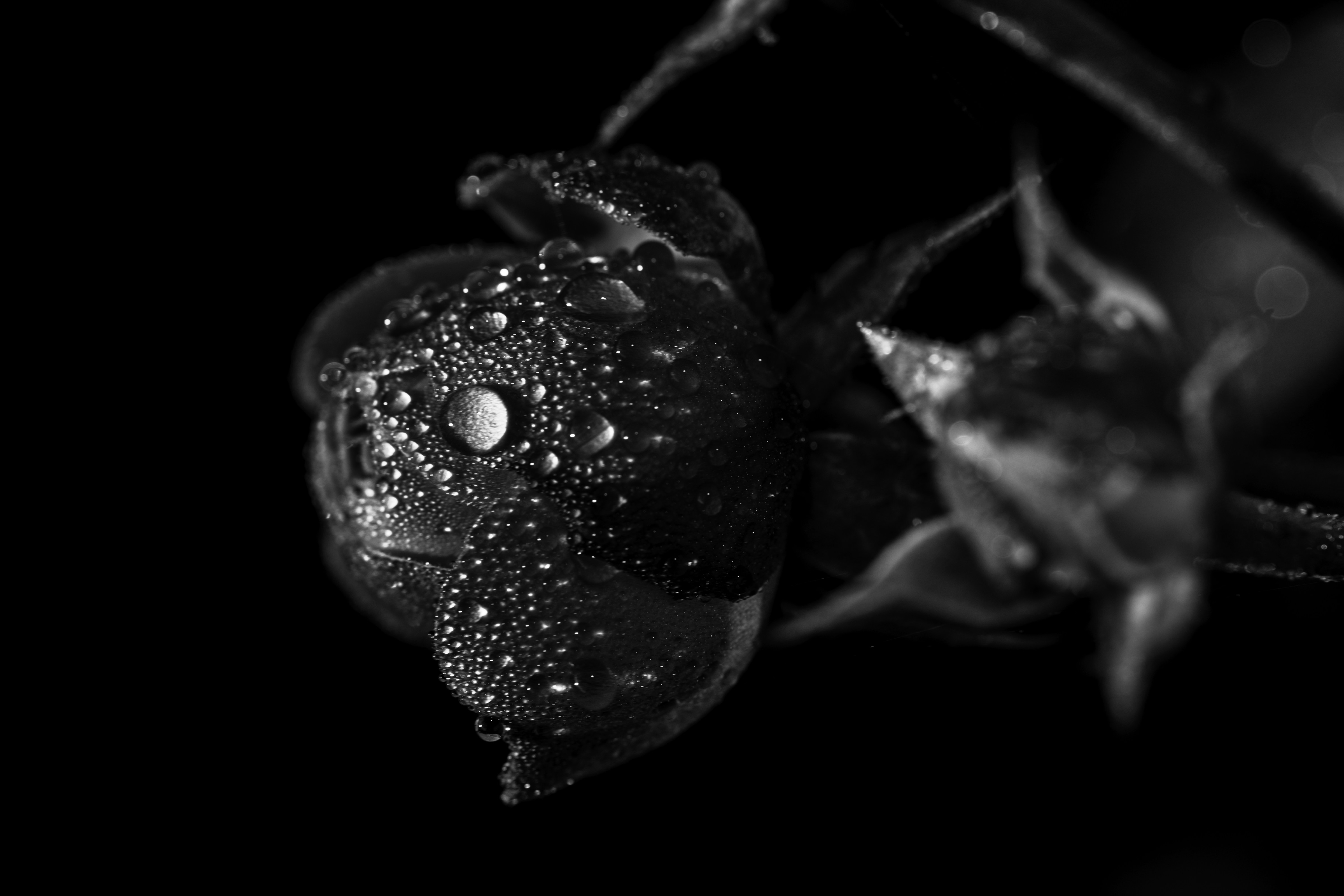 Photo by Raul Kozenevski with Sony Alpha 7 III