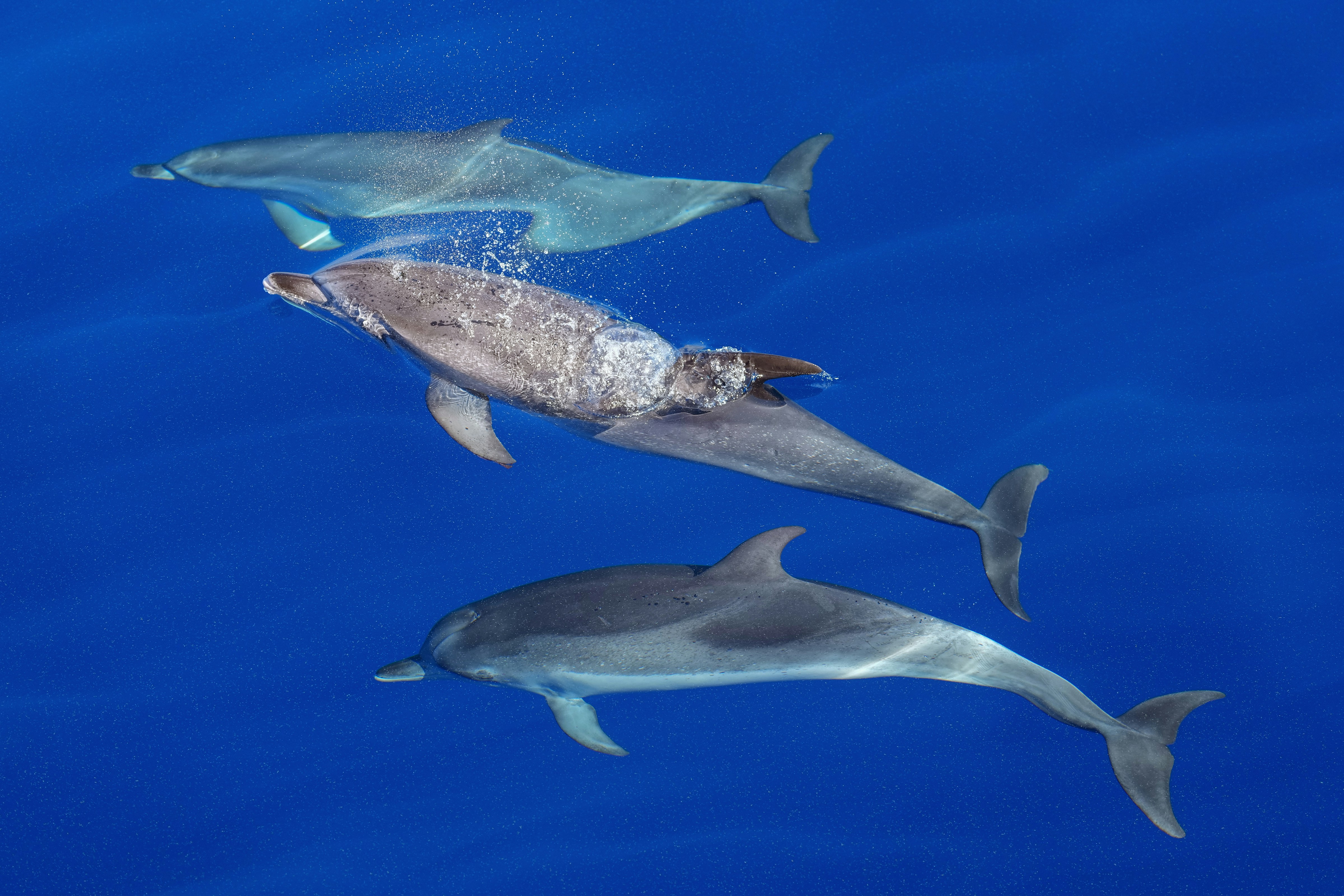 Photo by Markus Kammermann with Sony Alpha 1 II