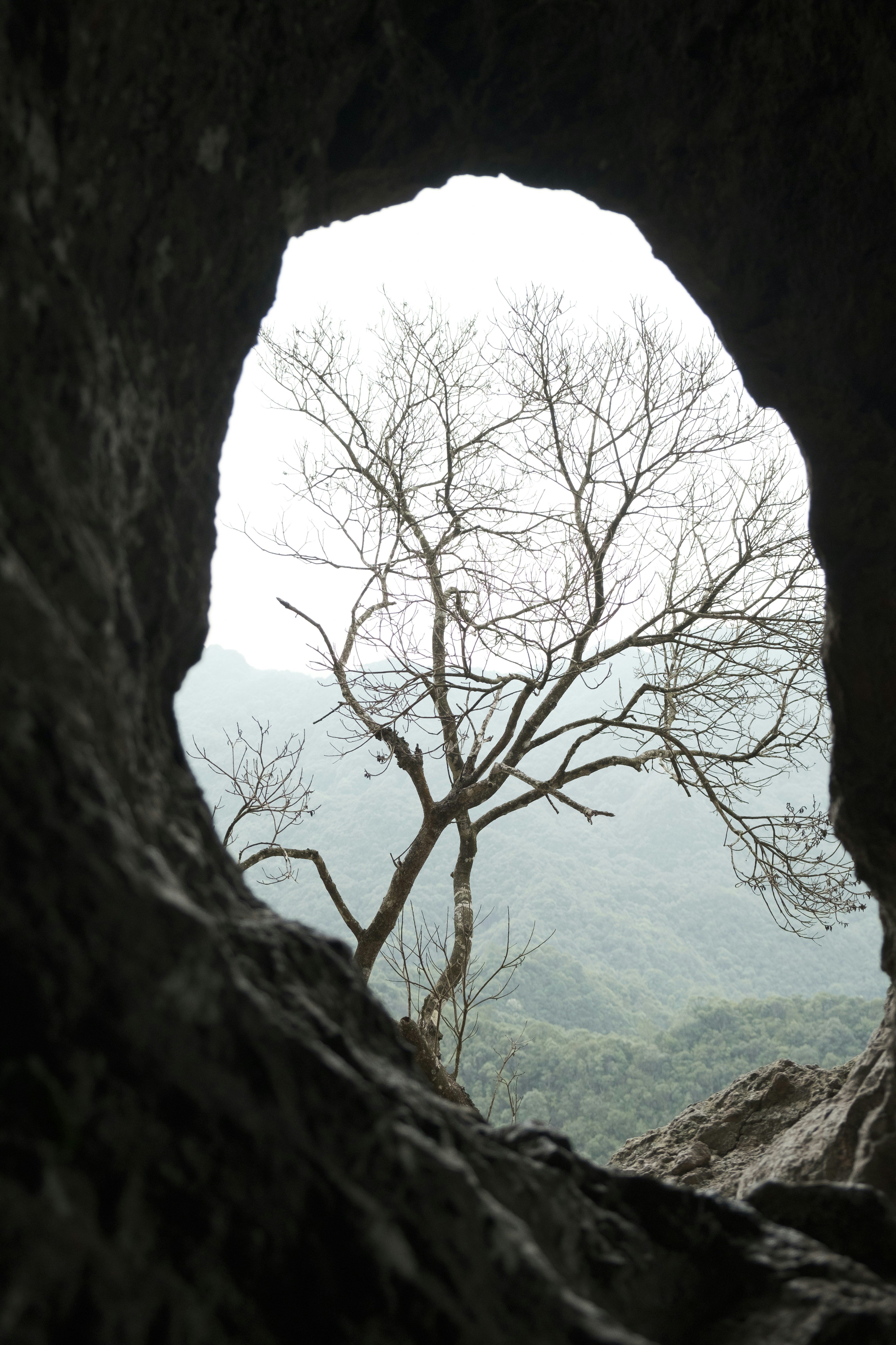 Tree Framed by Cave Window: A Quiet Peak Above the Valley