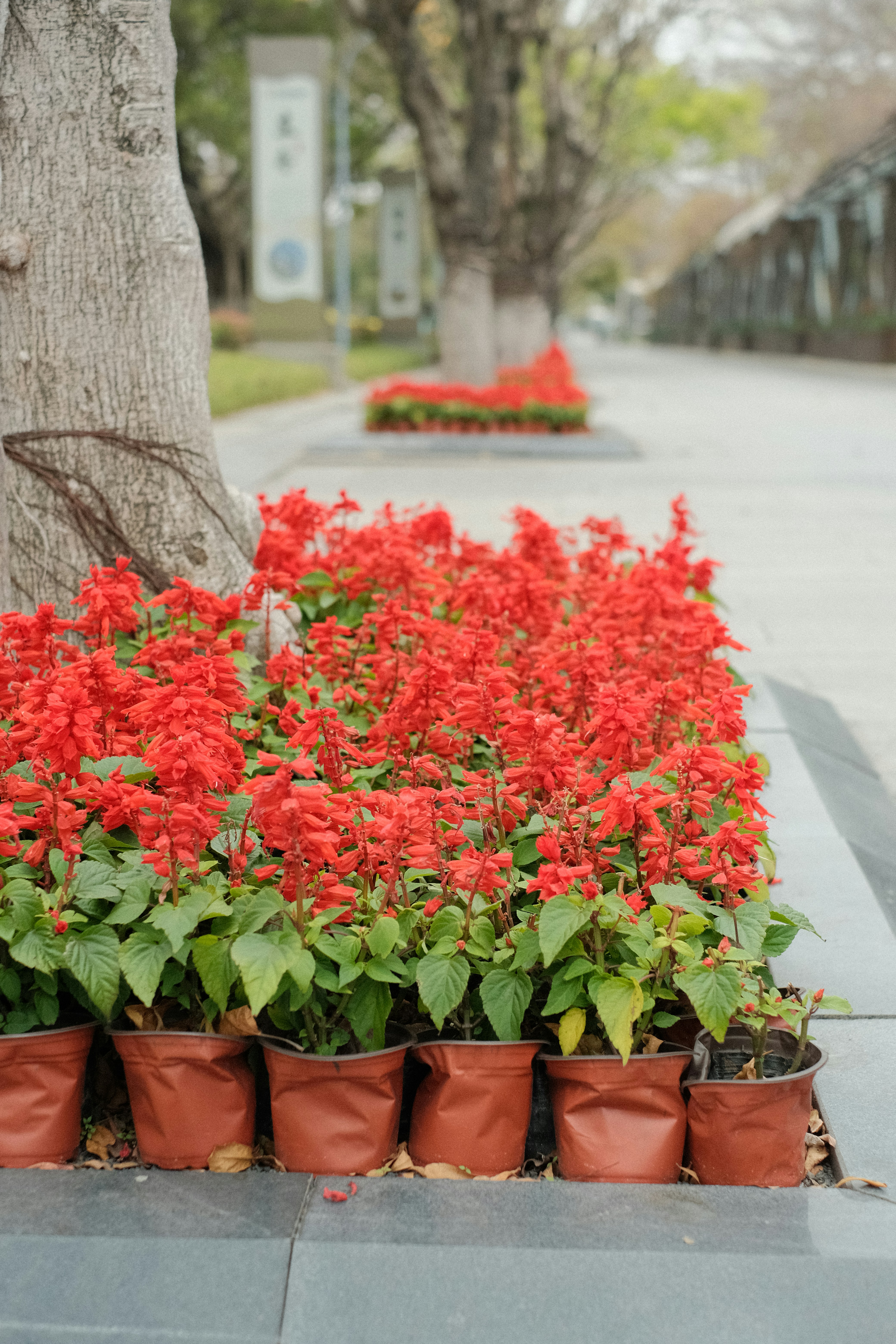 Red-Tipped Rows: A Corridor of Potted Scarlet Blooms Along the Path