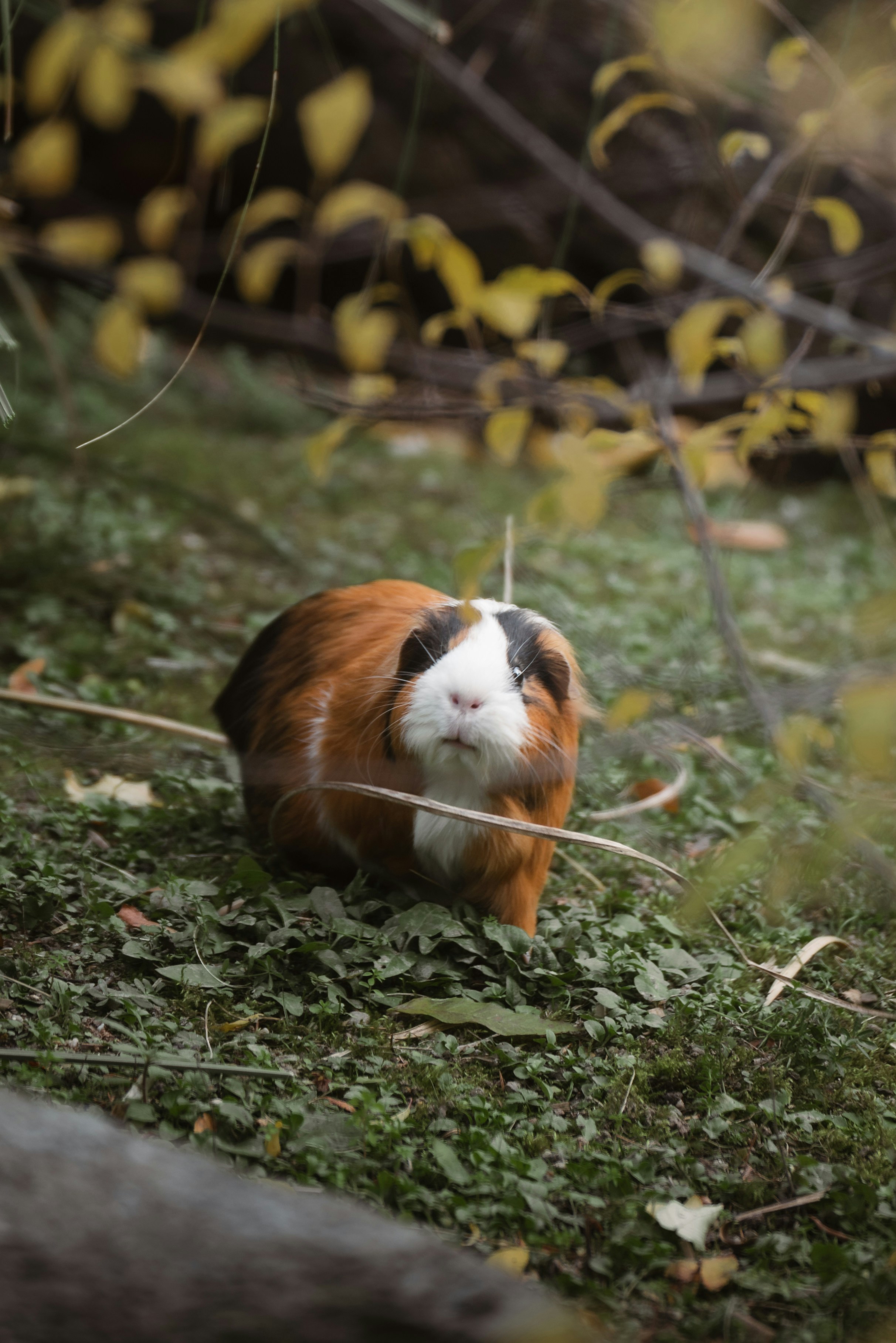 Ground-bound Guinea Pig Portrait in Autumn Understory