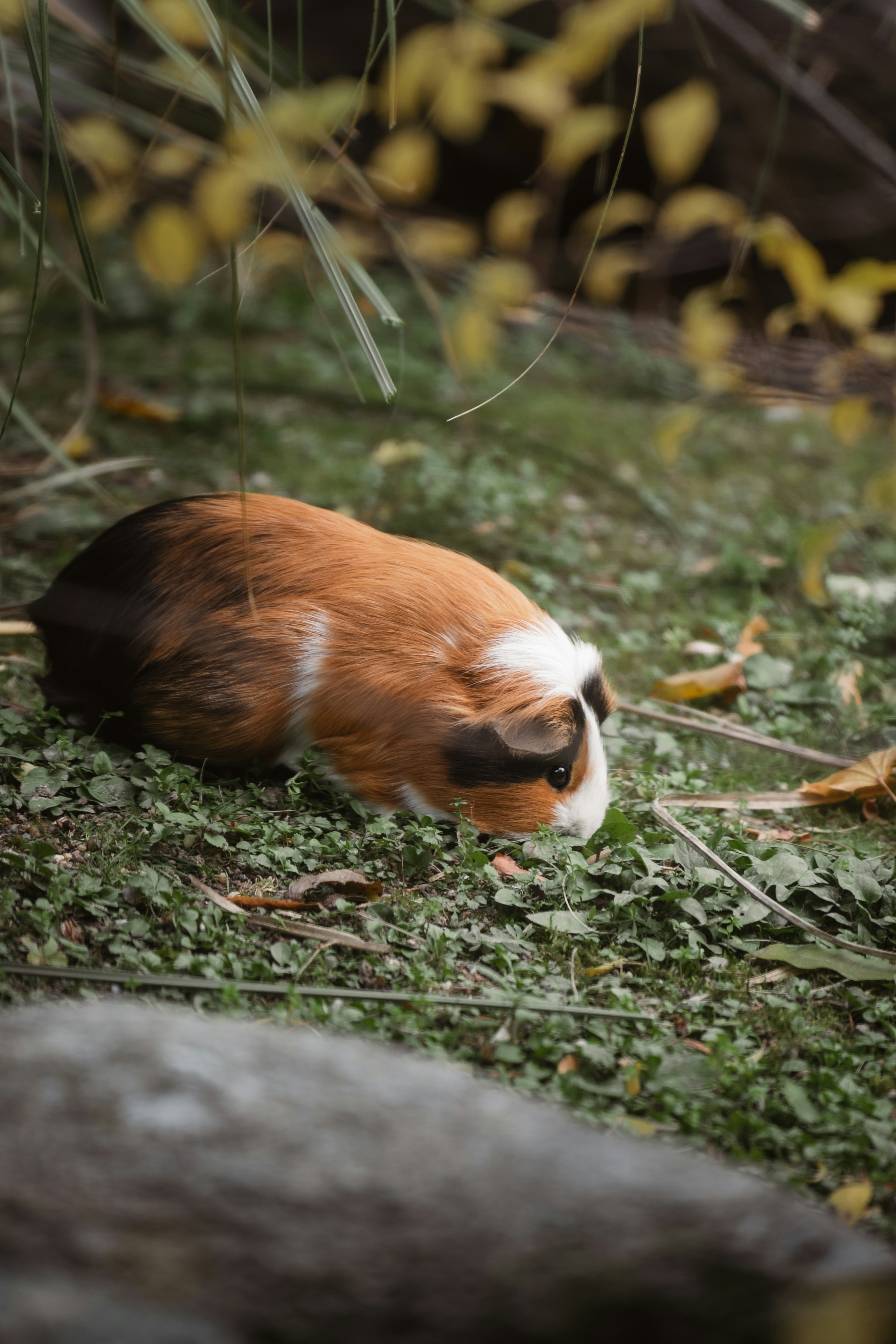 Guinea pig exploring foliage