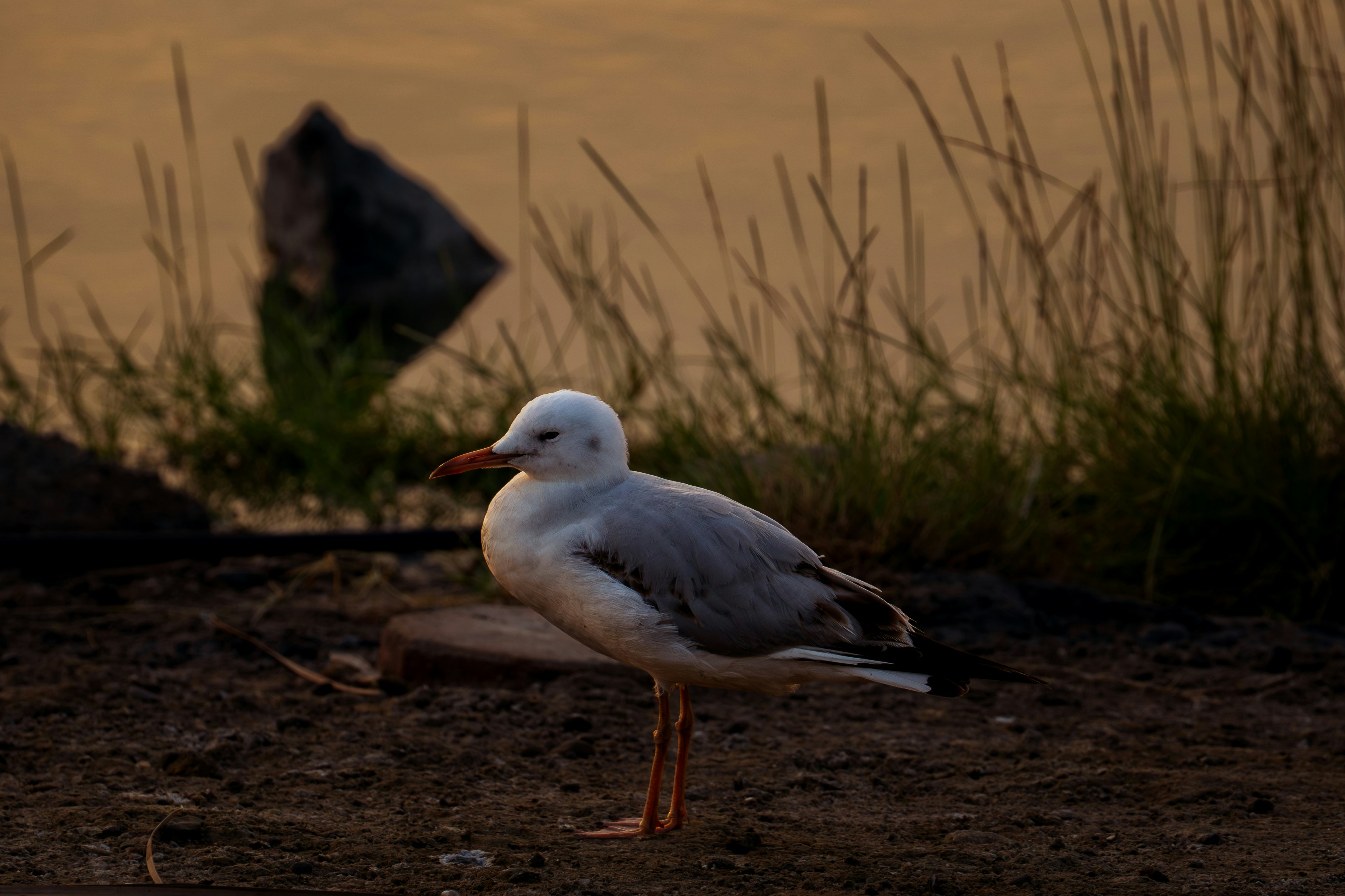 Low-Light Shoreline Gull at Dusk