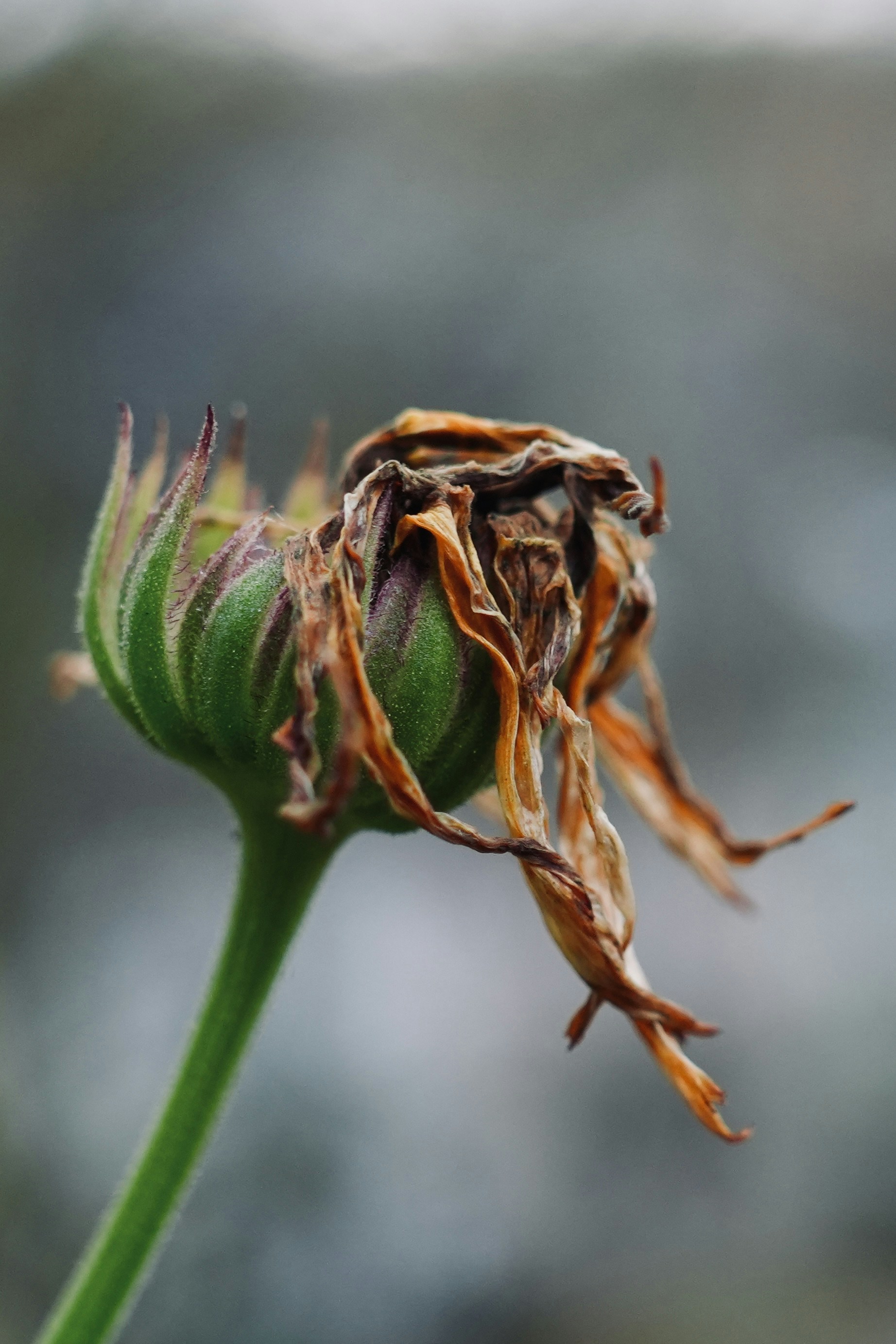 Withered Petal Crown: A Close-Up on a Dried Bloom