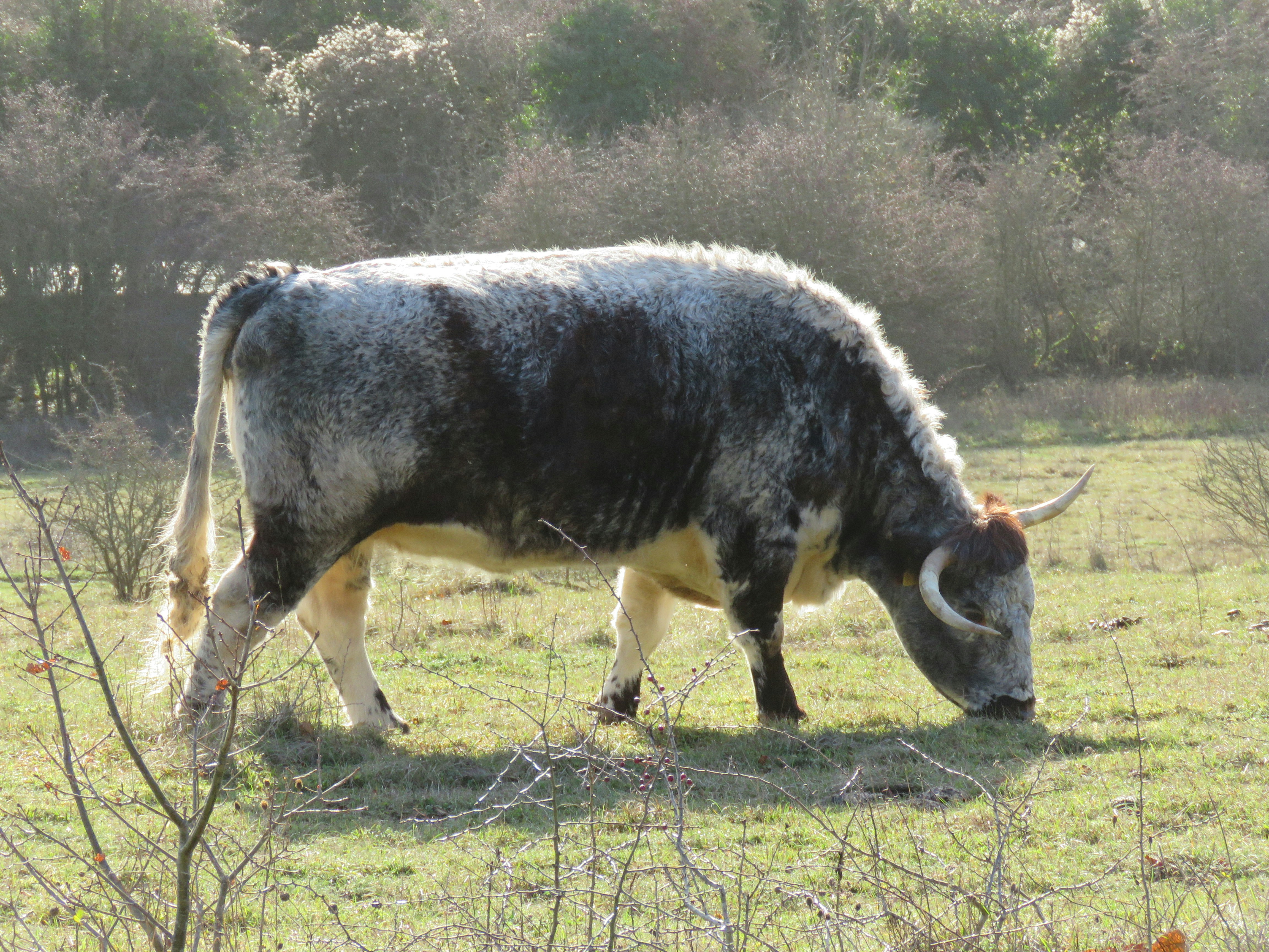 Photo by Chris with Canon PowerShot SX60 HS