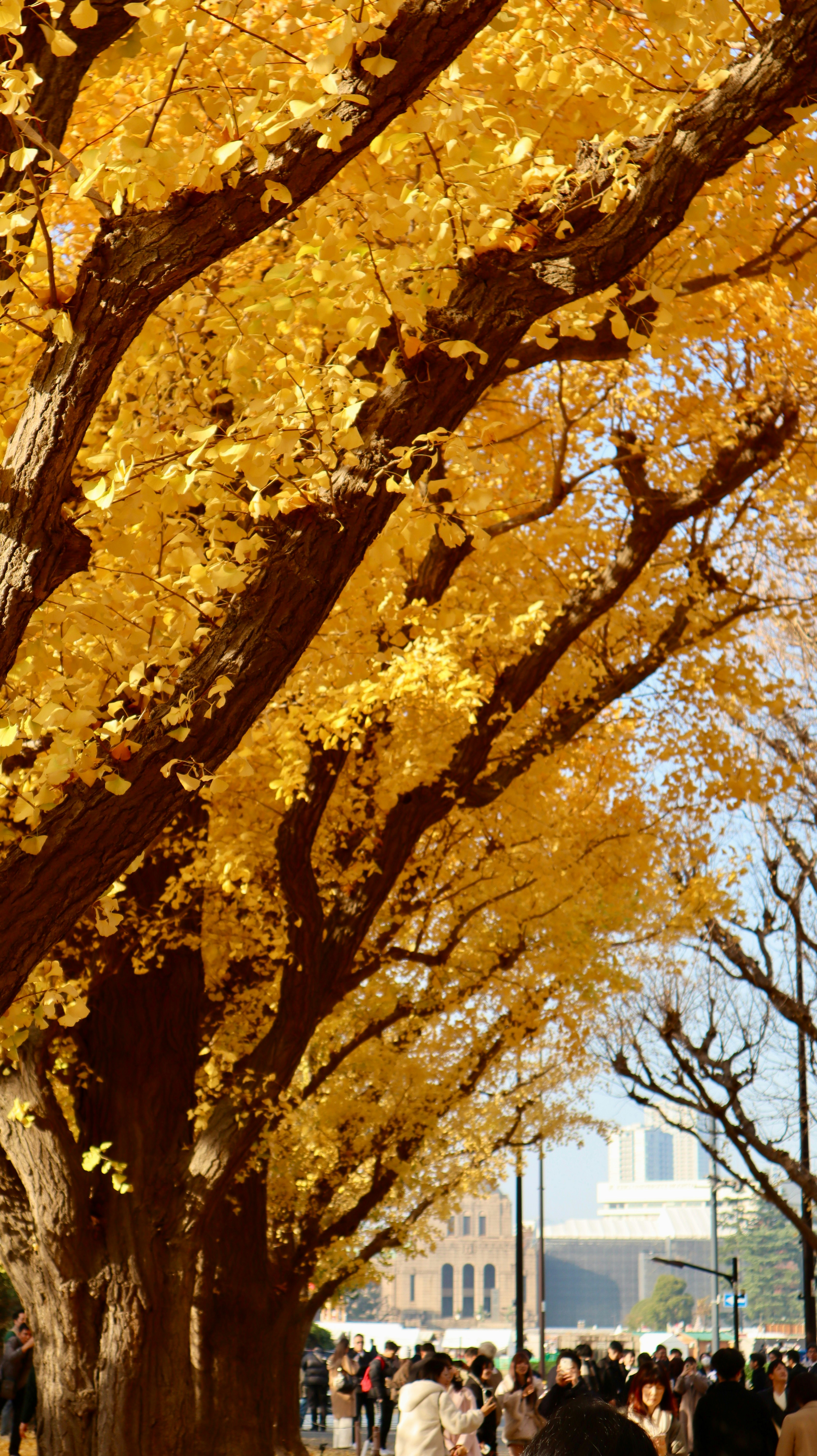 Autumn Arch: Golden Canopy Over a Lively City Street