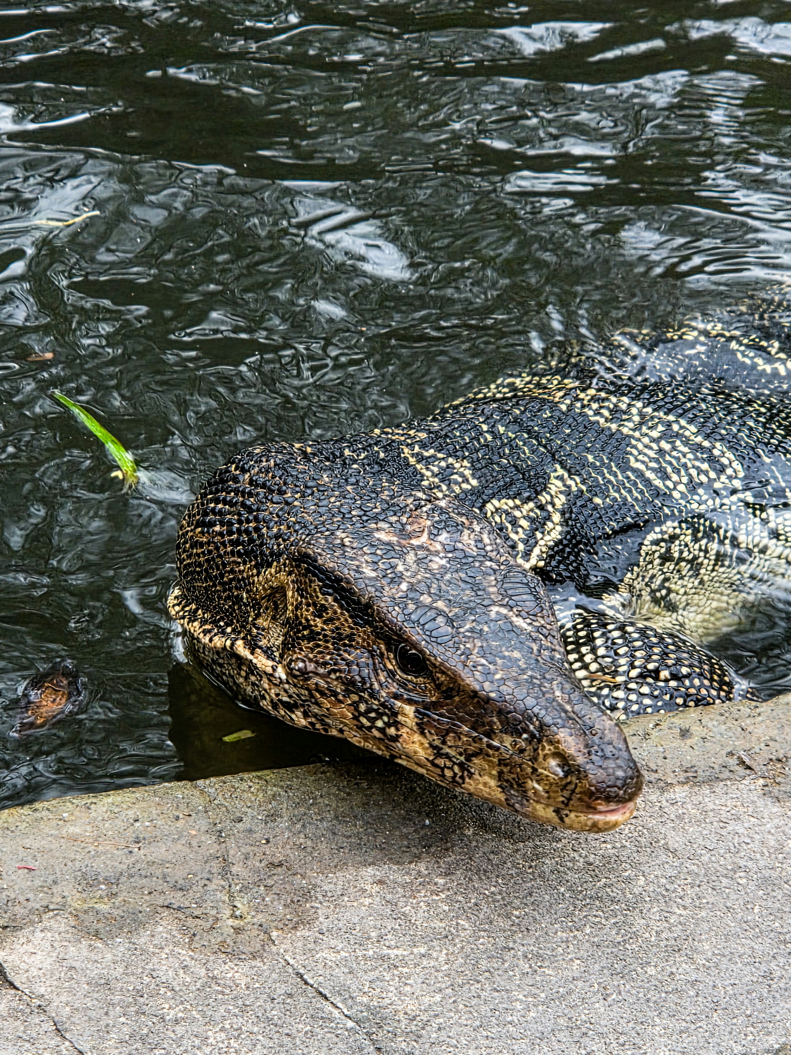 ​A close-up encounter with an Asian Water Monitor