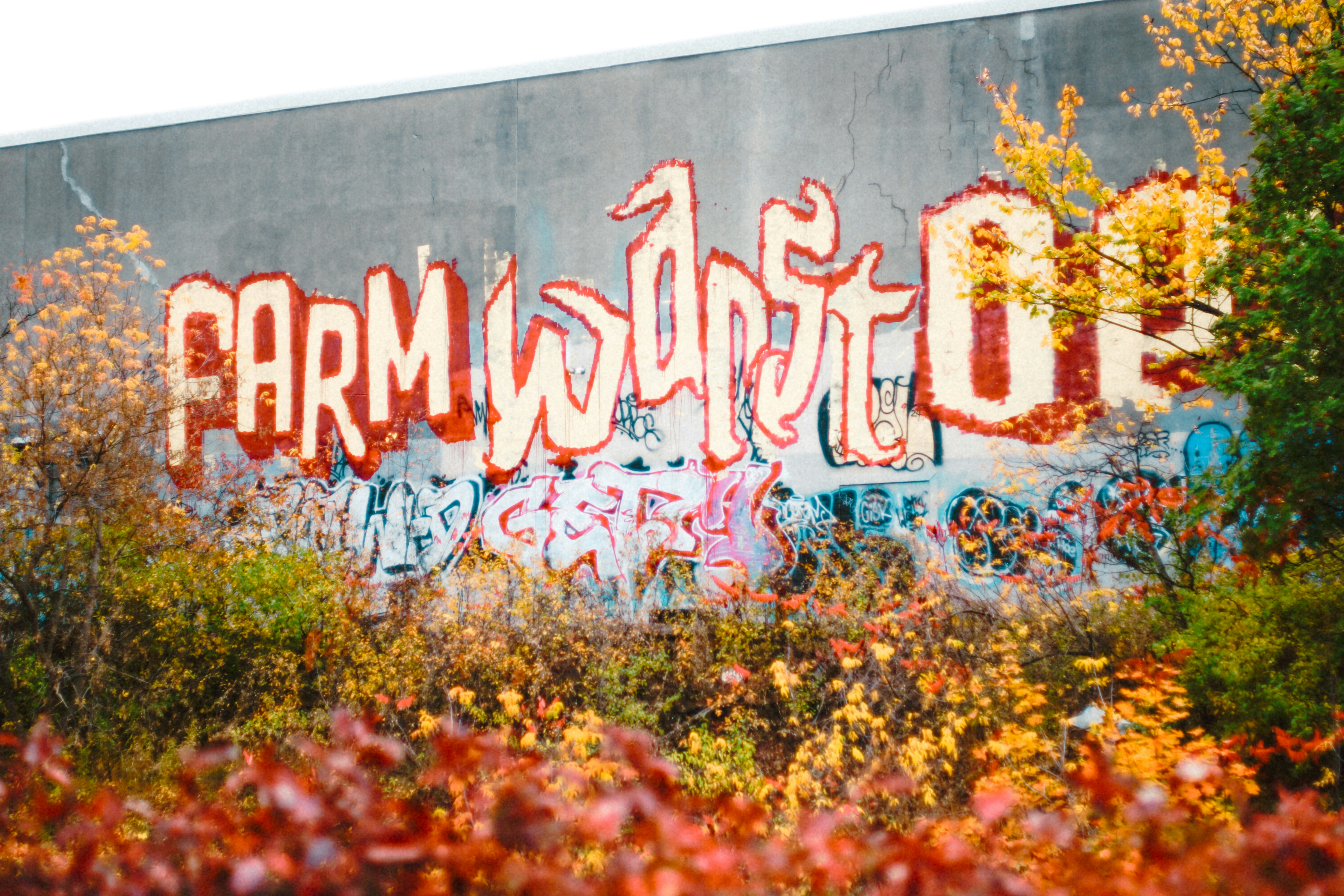 Autumn Graffiti at the Edge of the Field