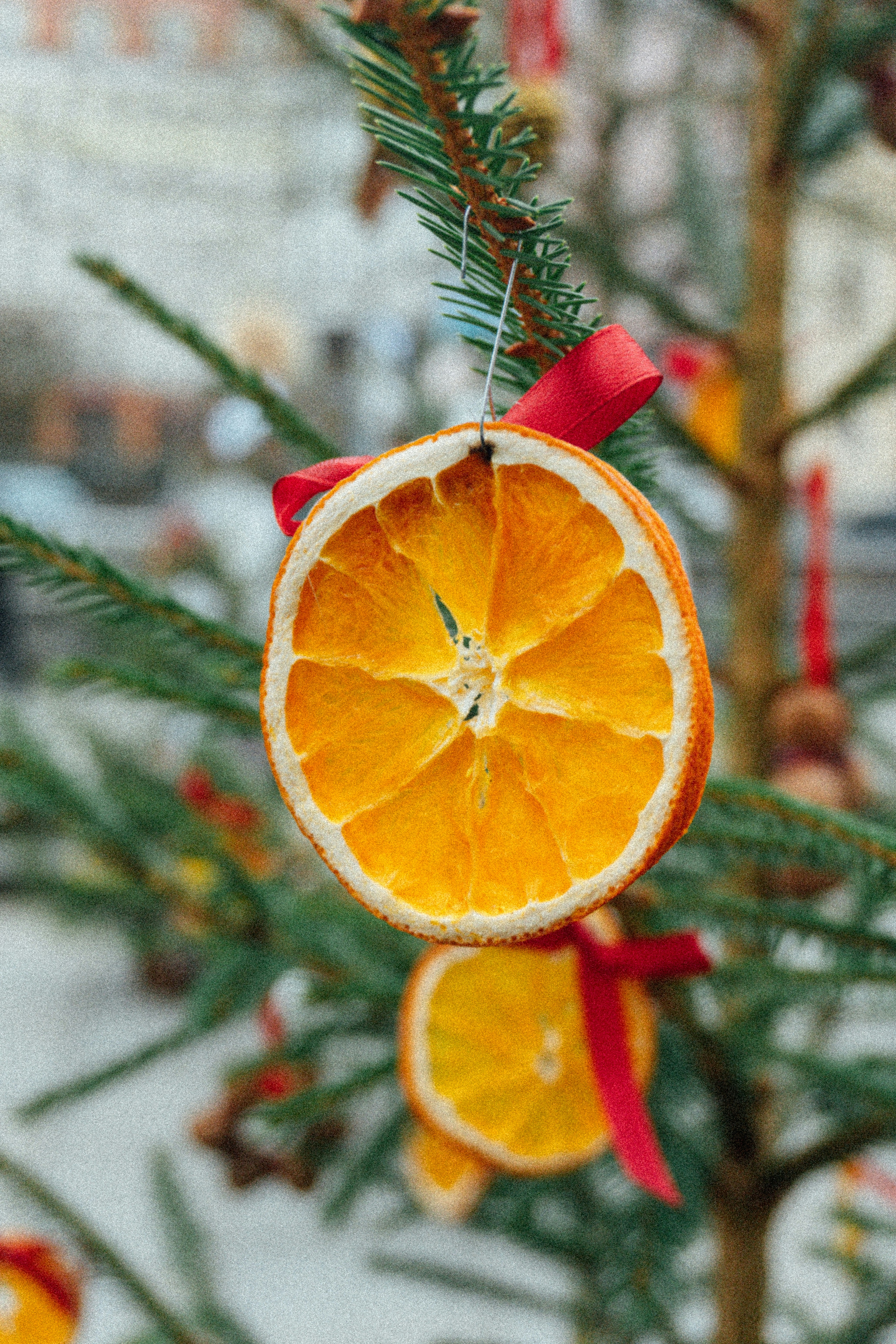 Ornamental Orange: A Festive Slice Adorns a Christmas Evergreen