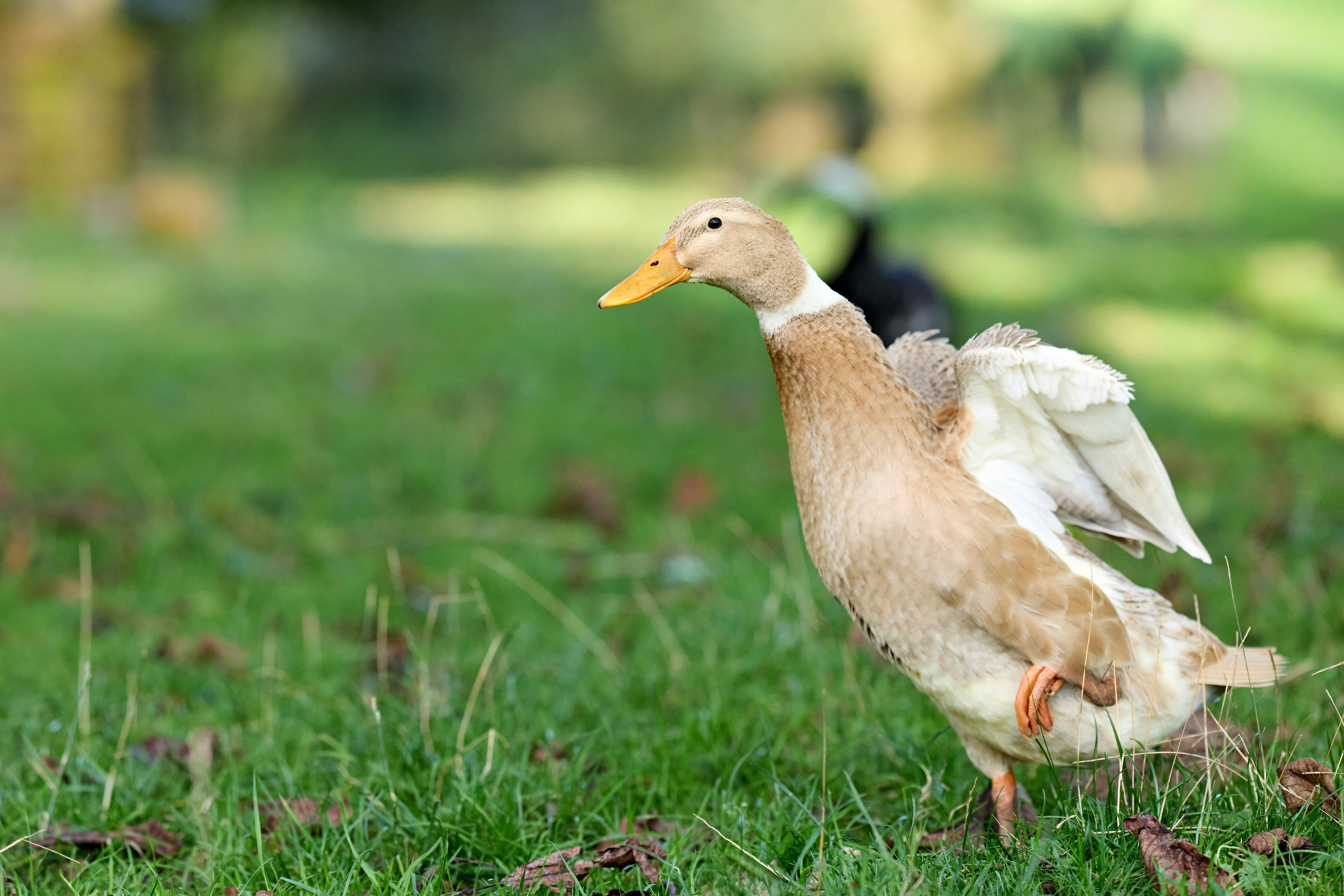 A light brown duck walking on green grass photo – Free Animal Image on ...