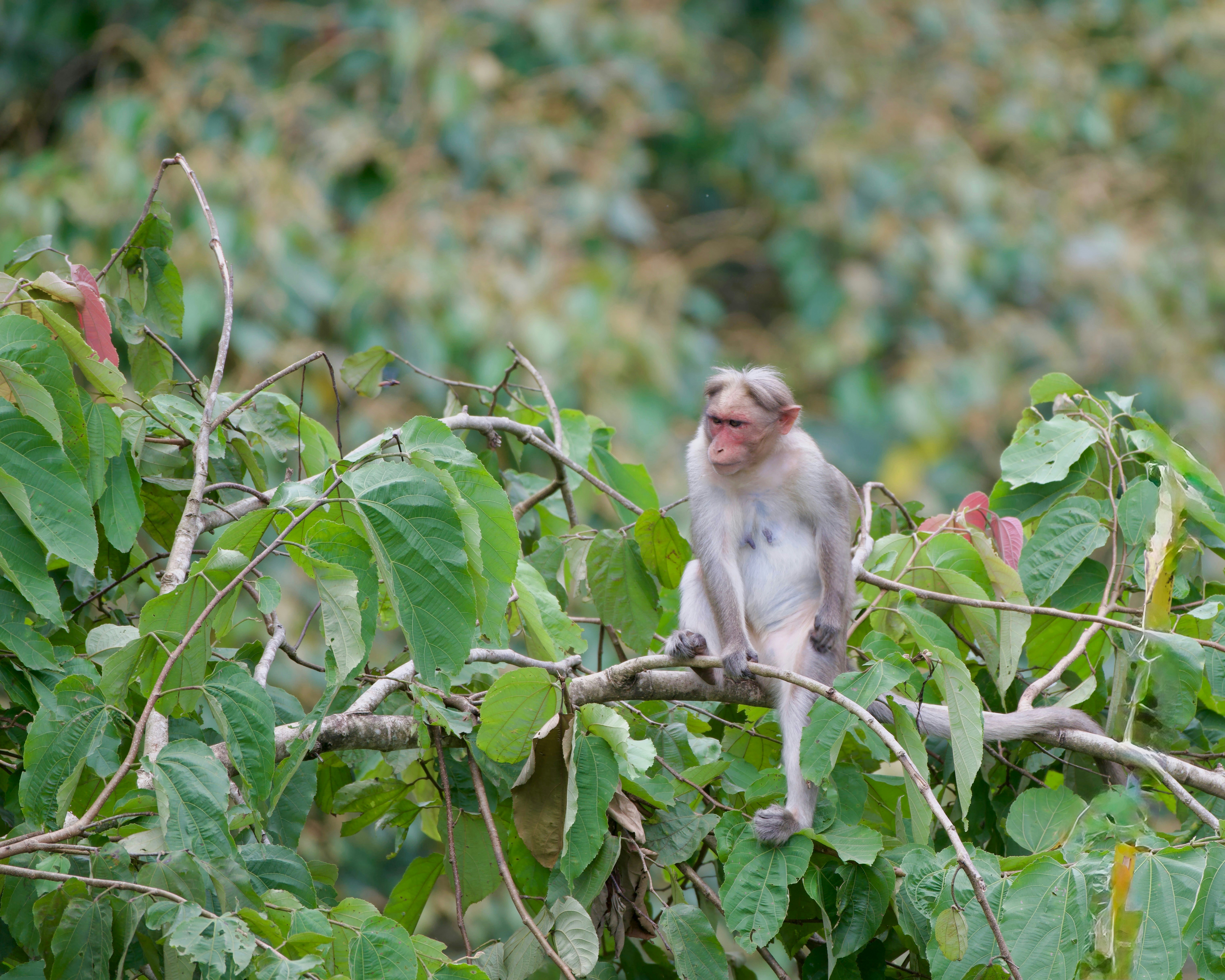 Bonnet Macaque