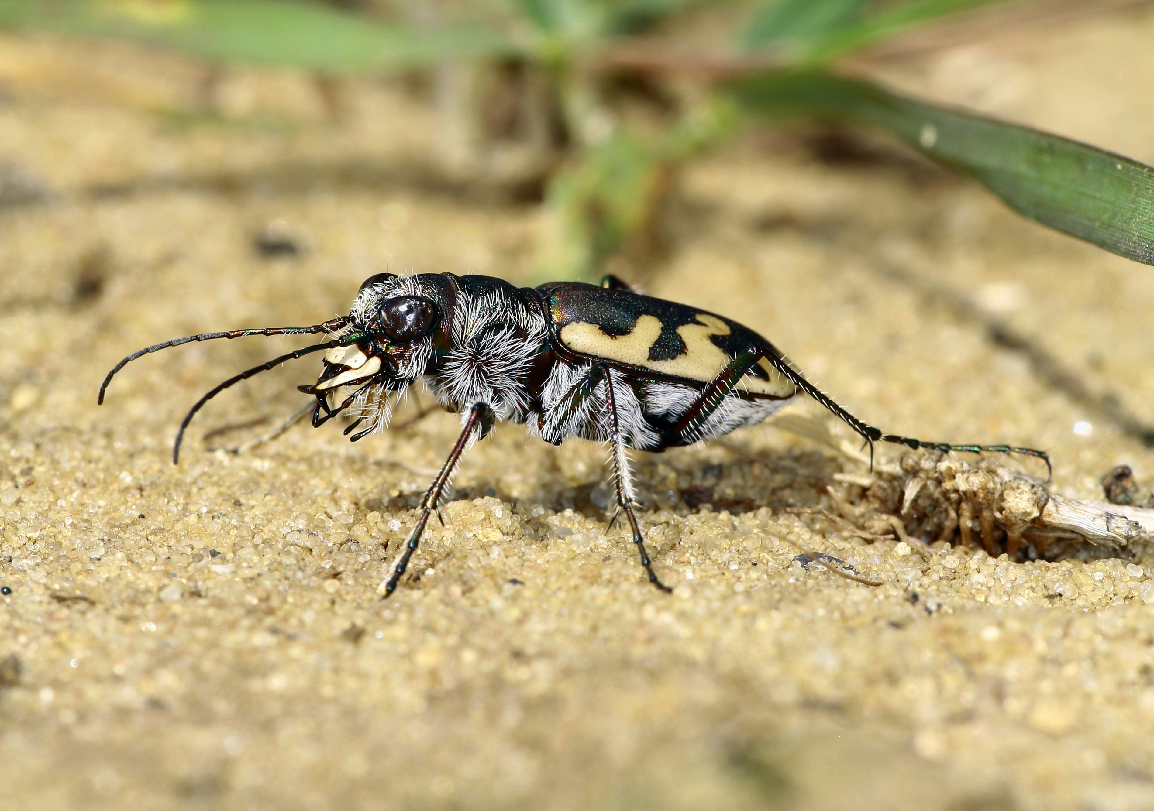 Desert-Grain Beetle in Sharp Focus on Sandy Path