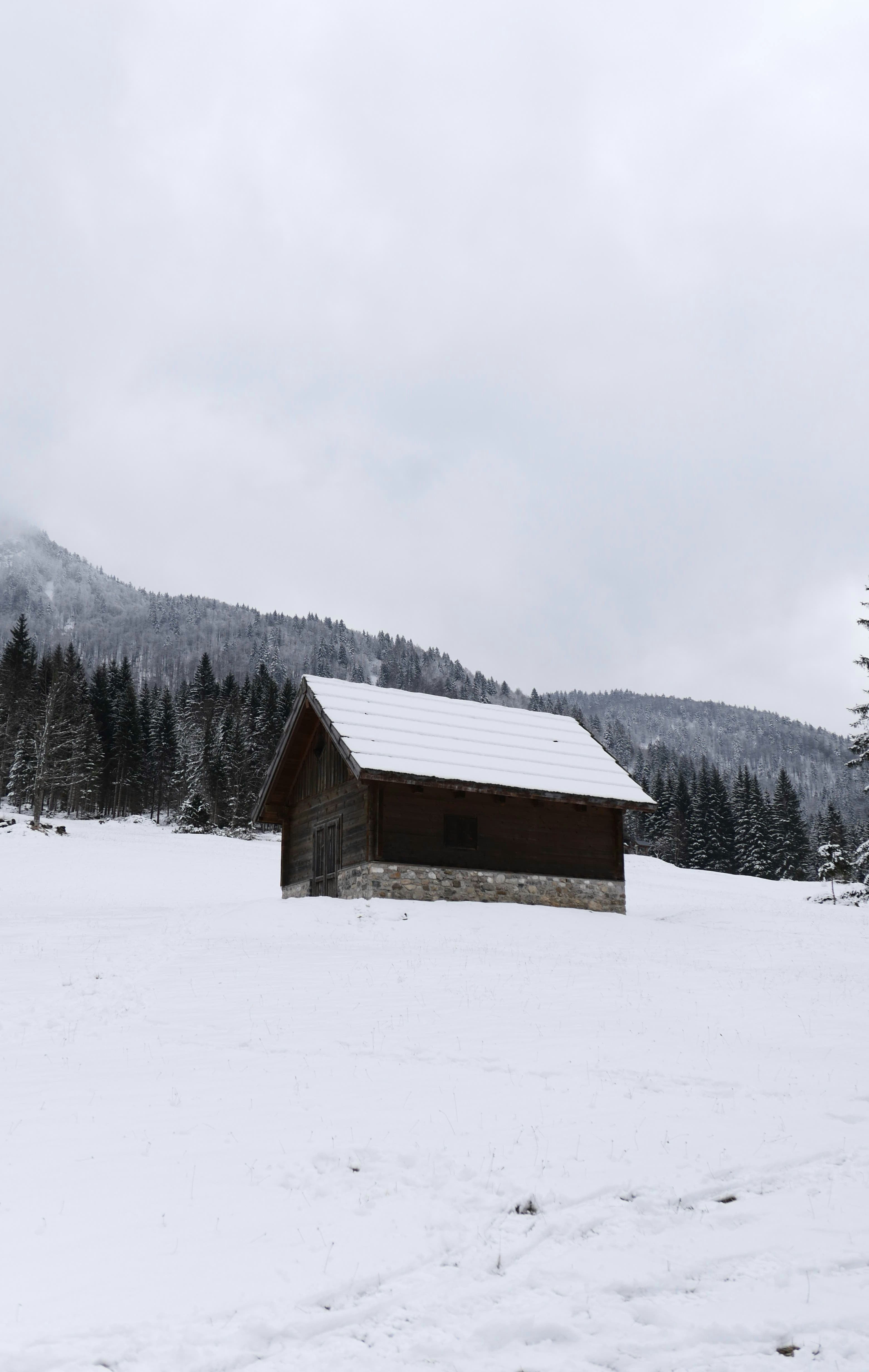Alone under the snow