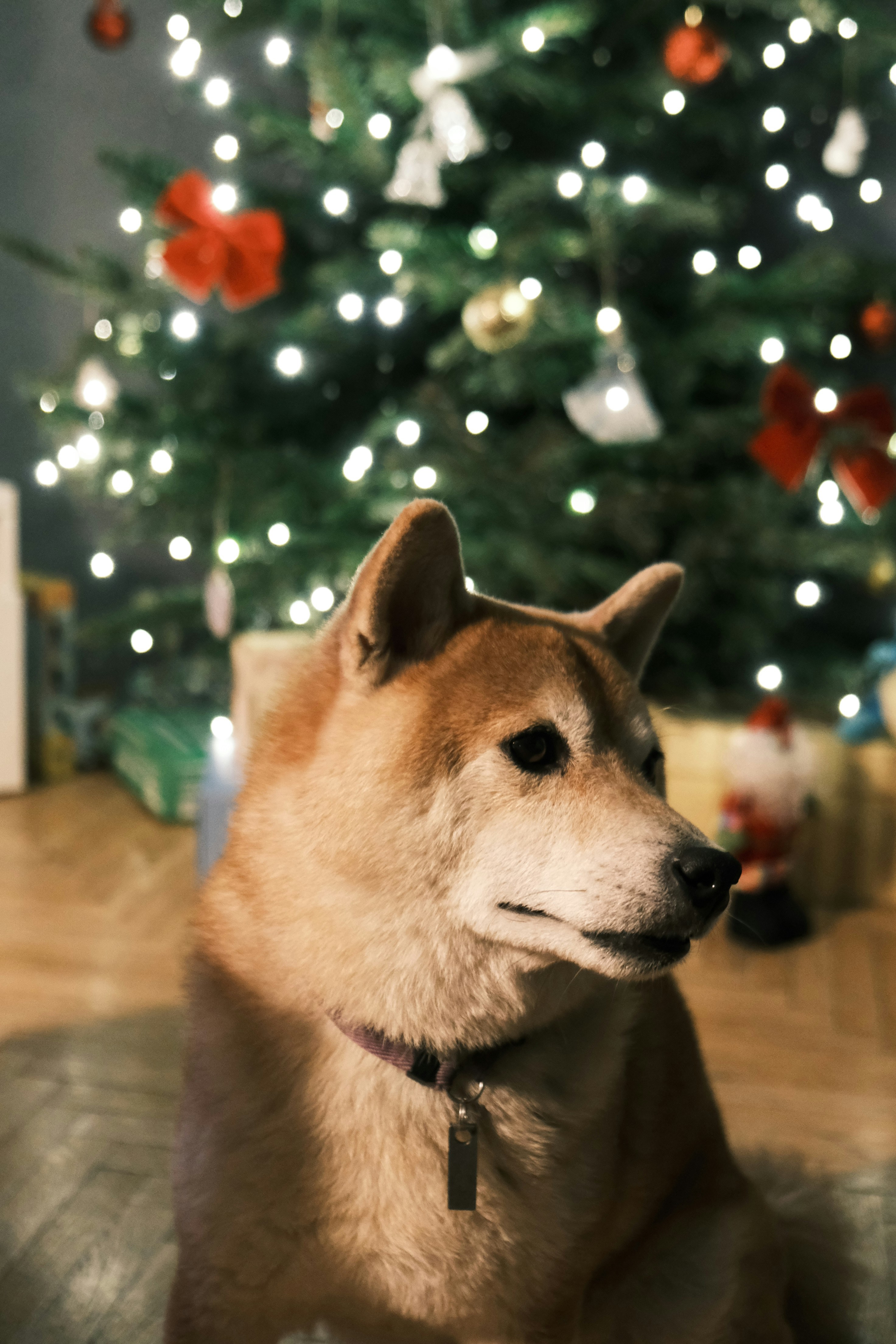 Calm Shiba by the Holiday Tree