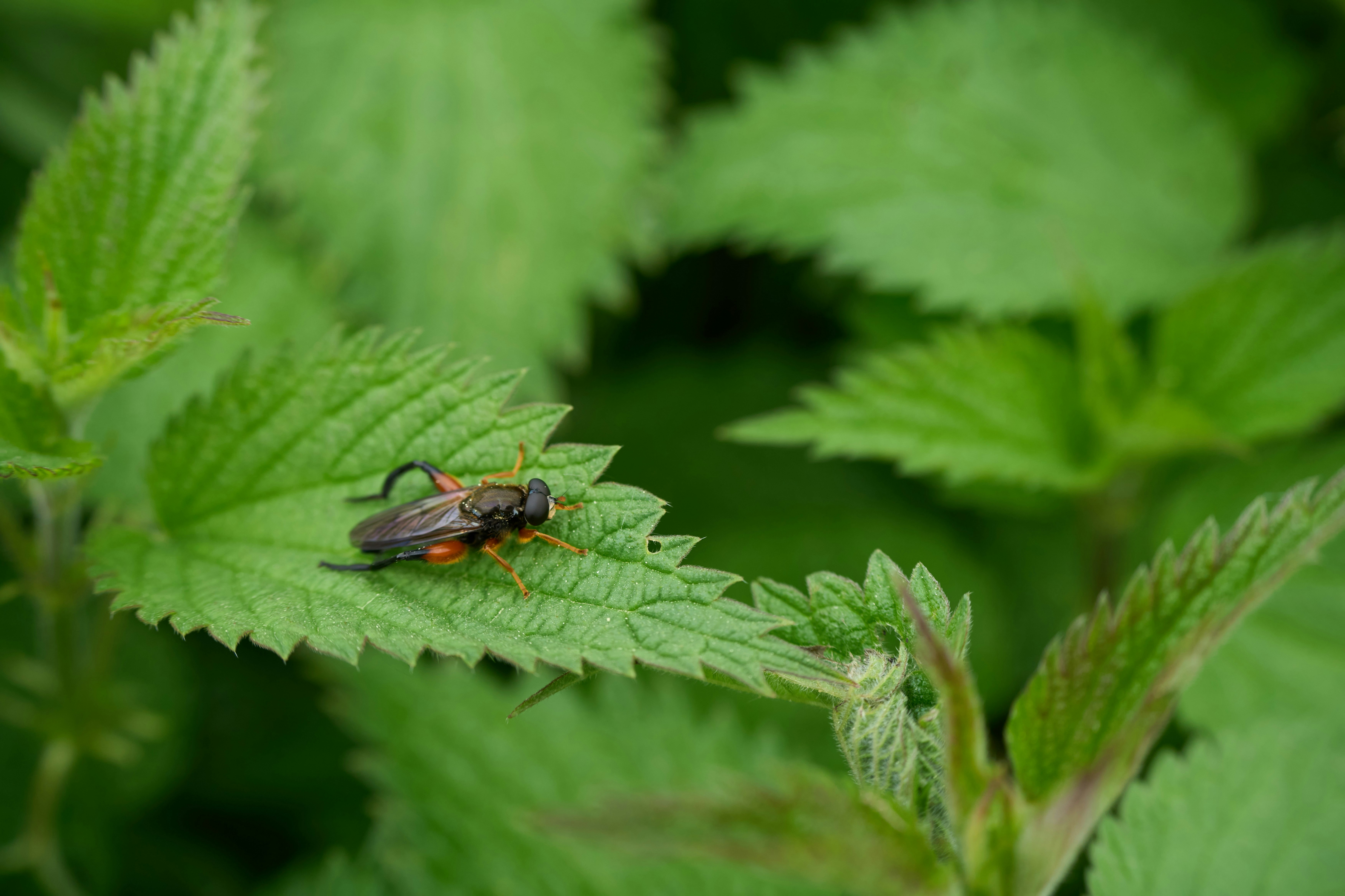 Photo by Wolfgang Hasselmann with Sony Alpha 7 IV