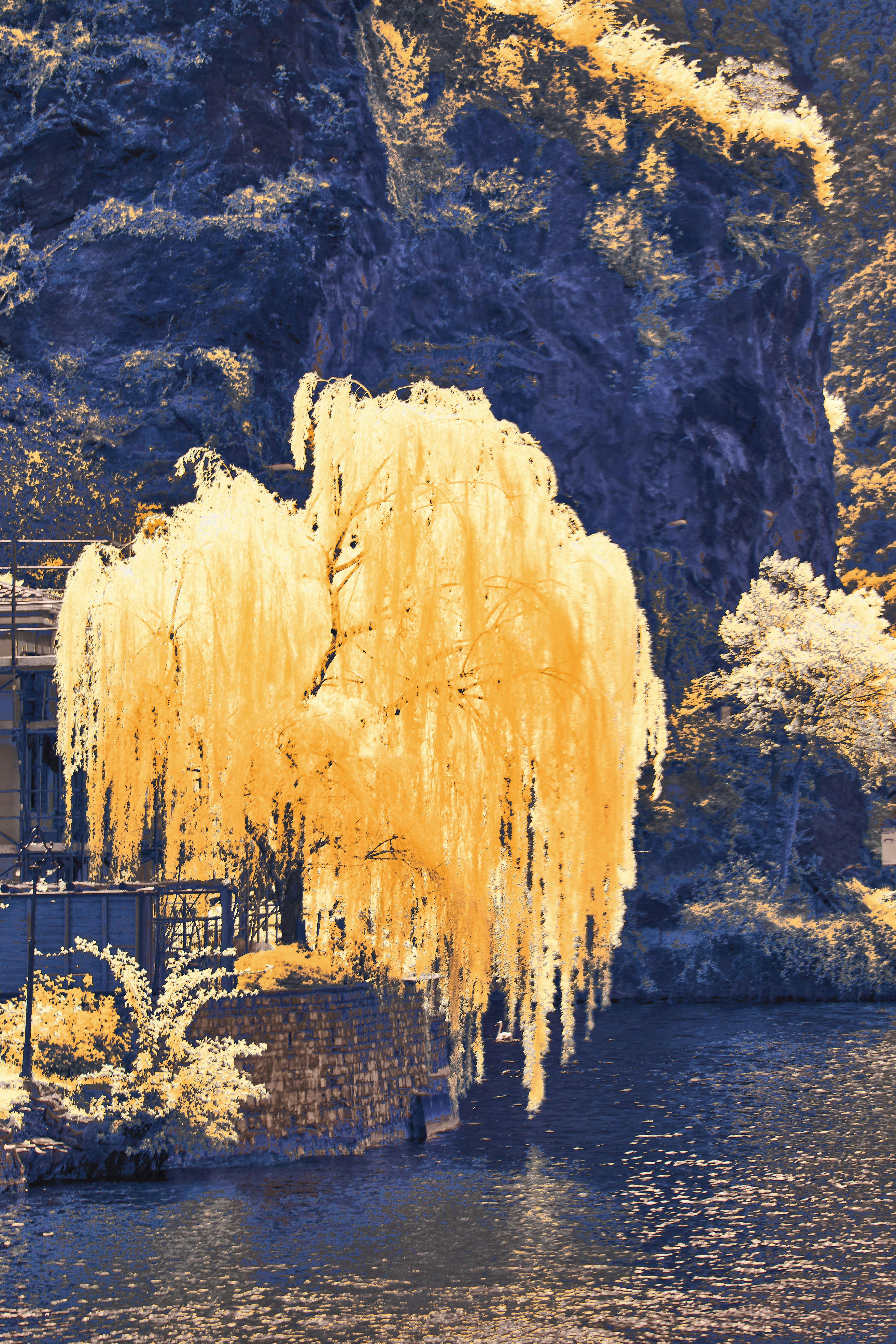 Golden Weeping Willows by the Quiet Dam