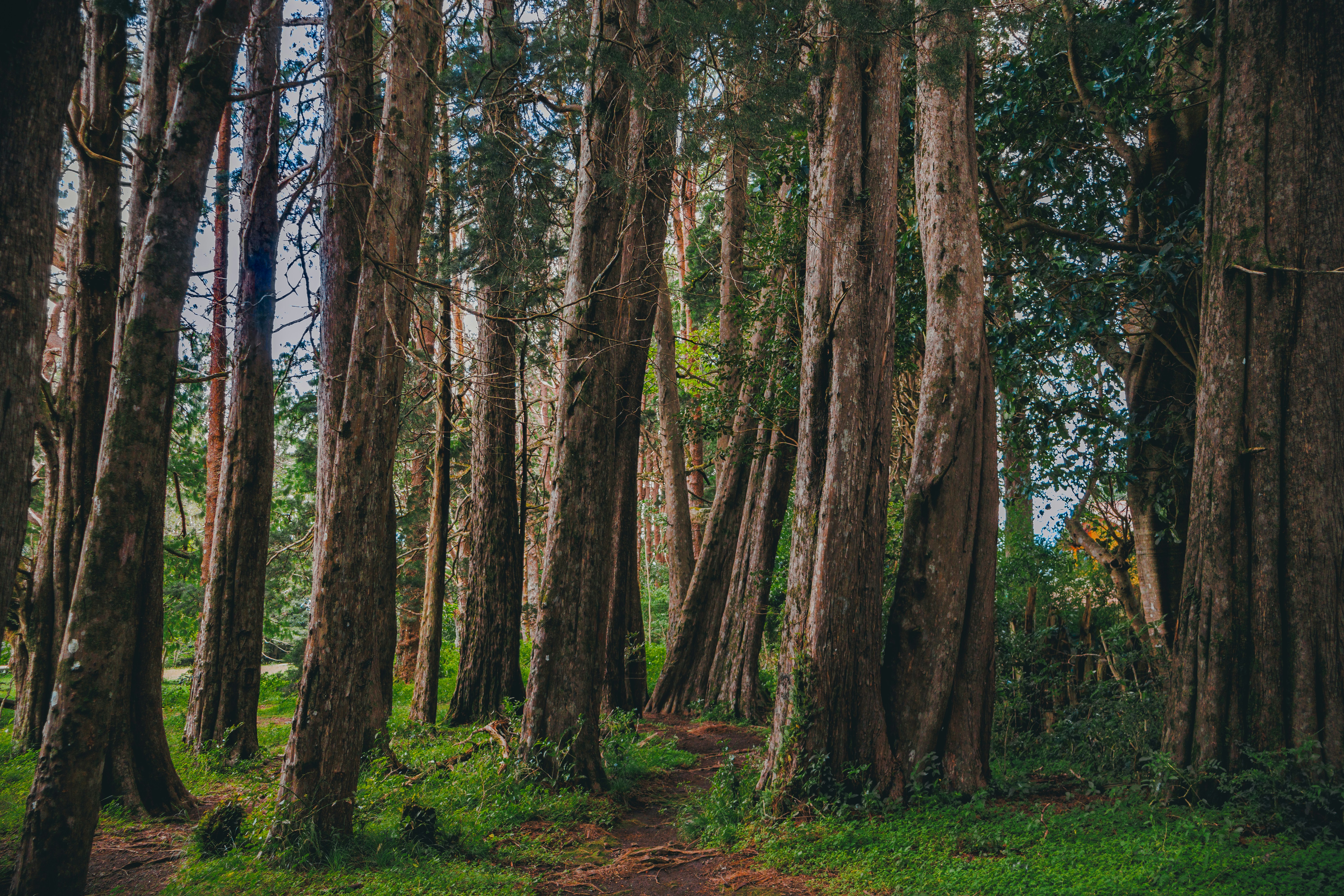 Tall trees line a path through a lush forest. photo – Free Hiking Image ...
