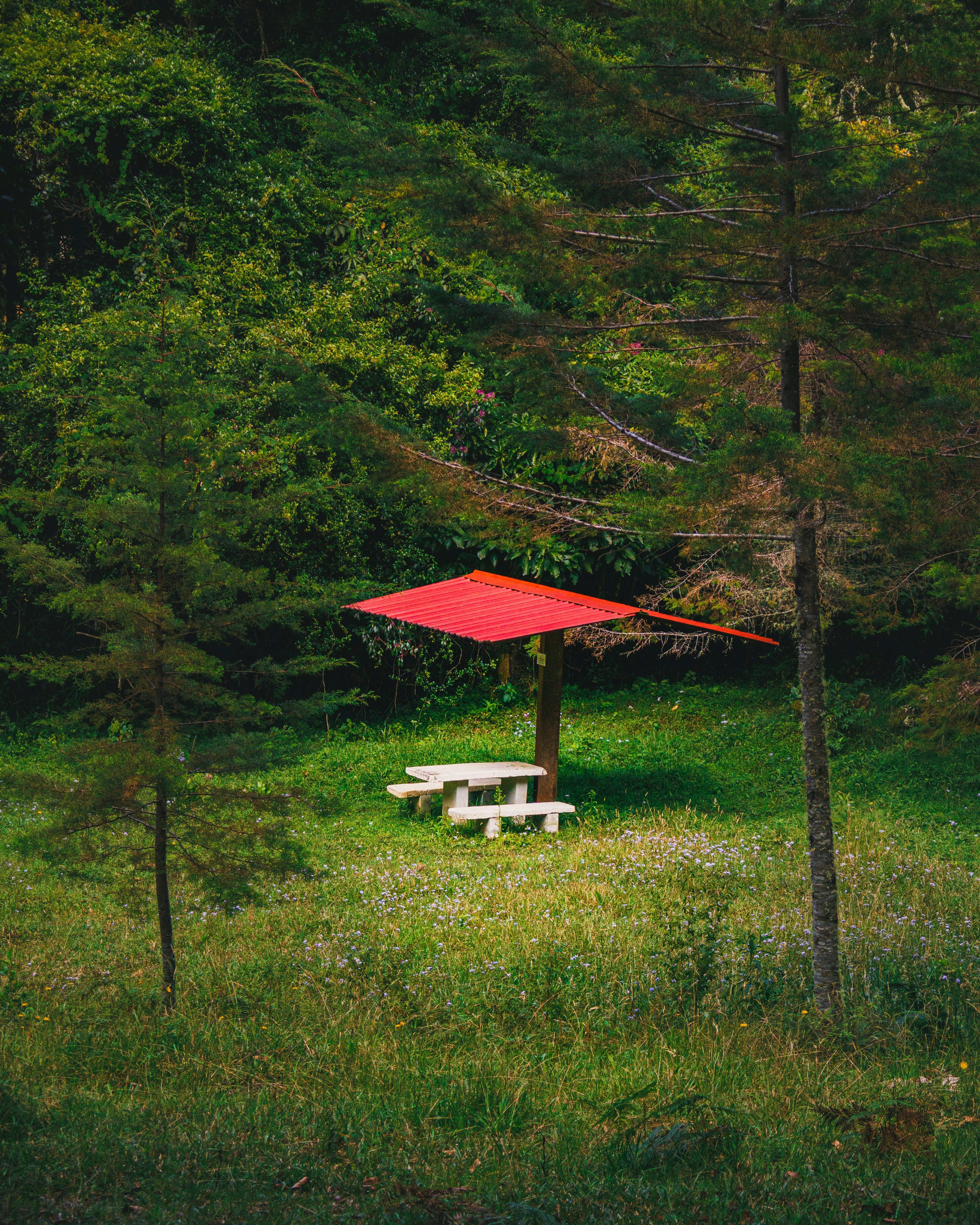 Red Canopy Over a Quiet Picnic Haven in the Woods