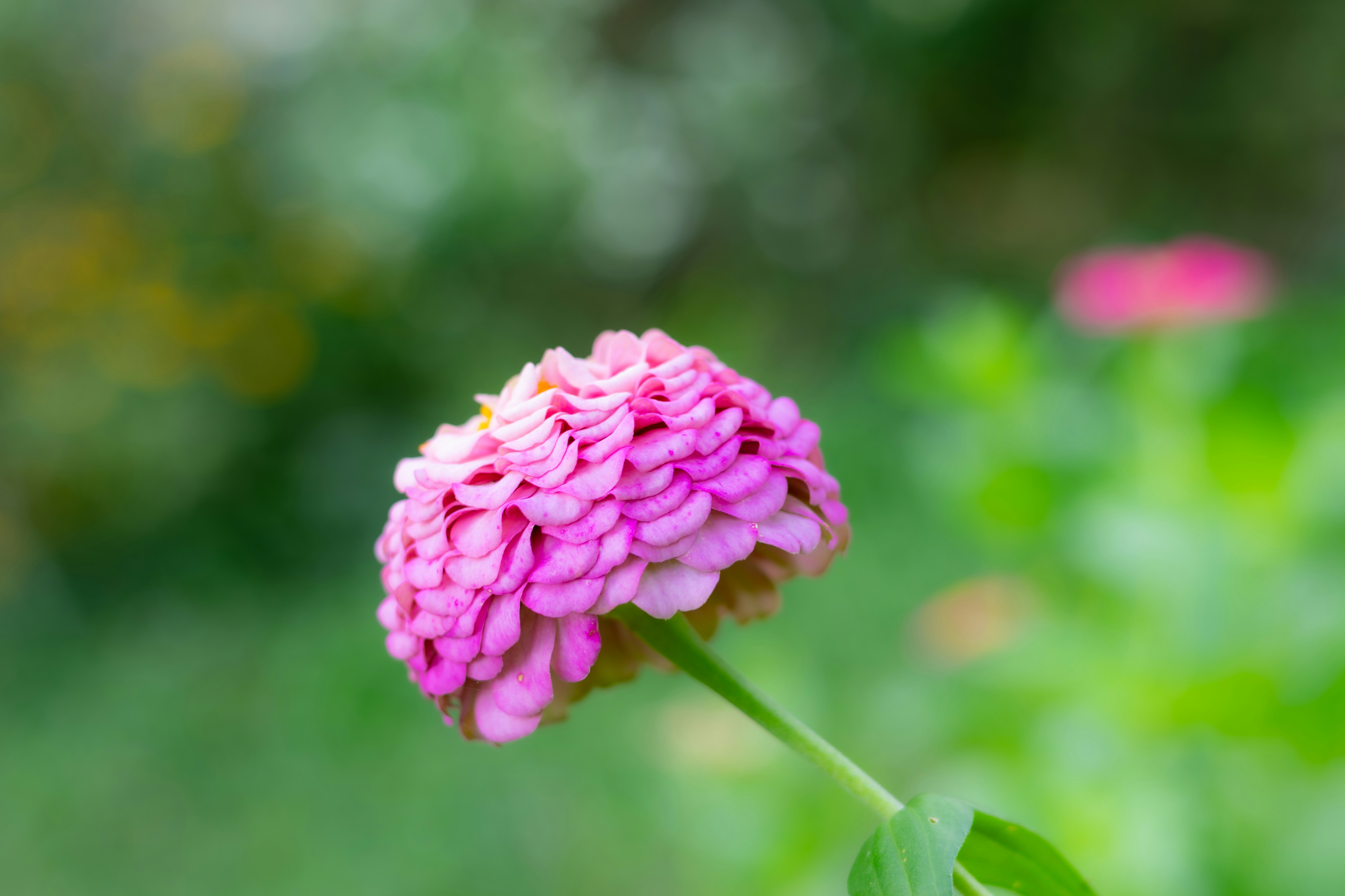 Petaled Beacon: A Pink Zinniaceae in Soft Focus