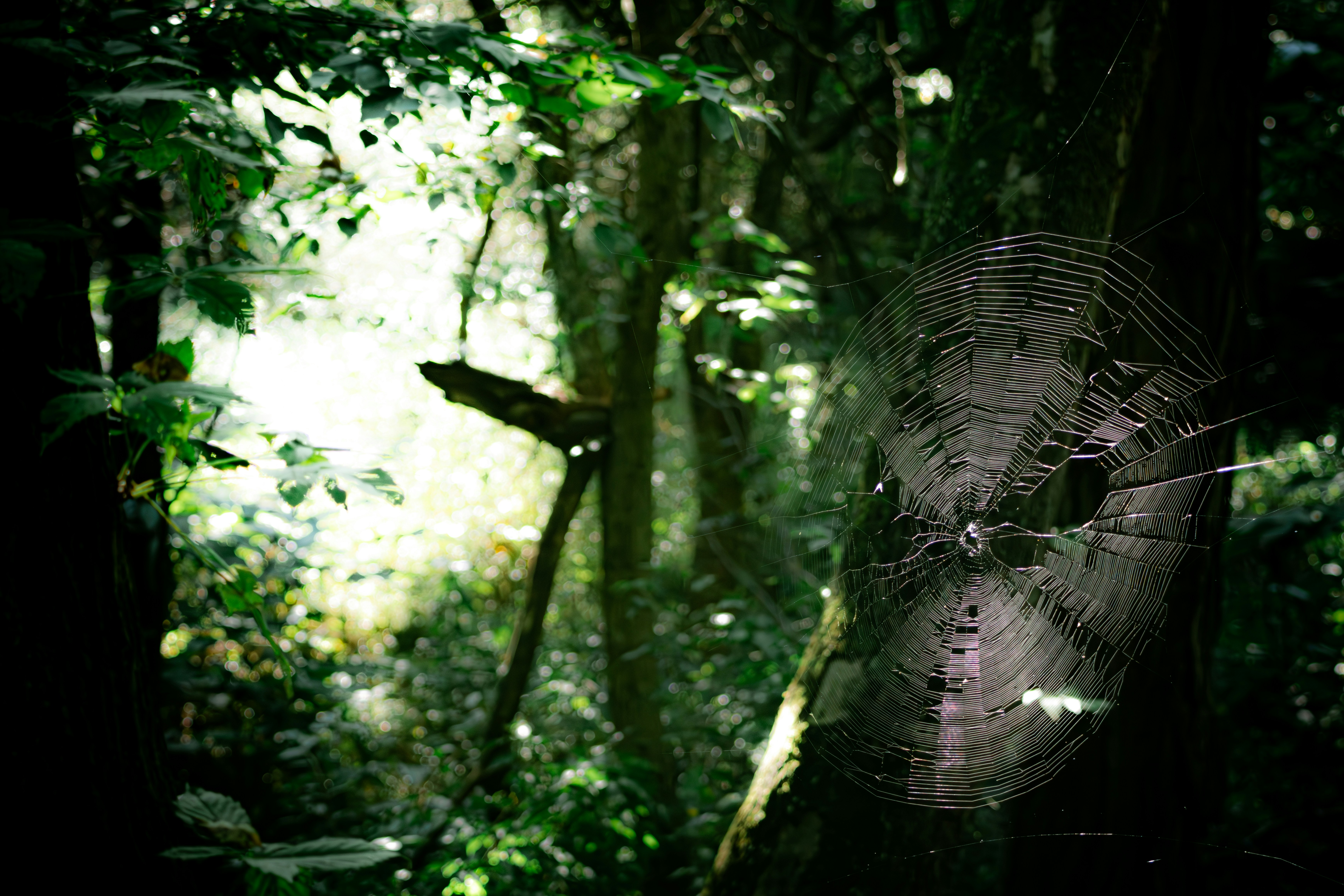 Broken fan in a sunlit forest: a quiet, circular contrast