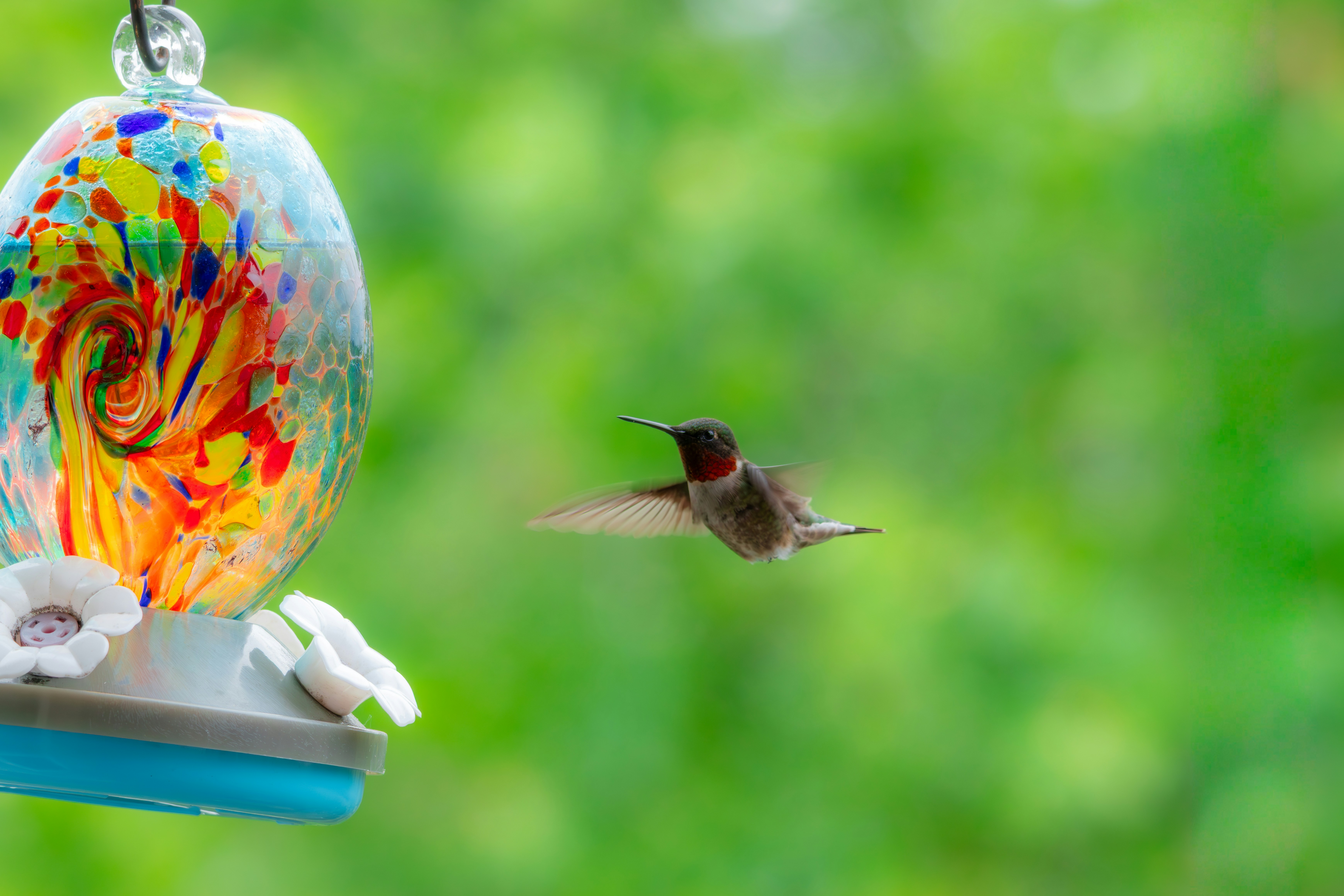 Feathered Visitor at the Colorful Feeder