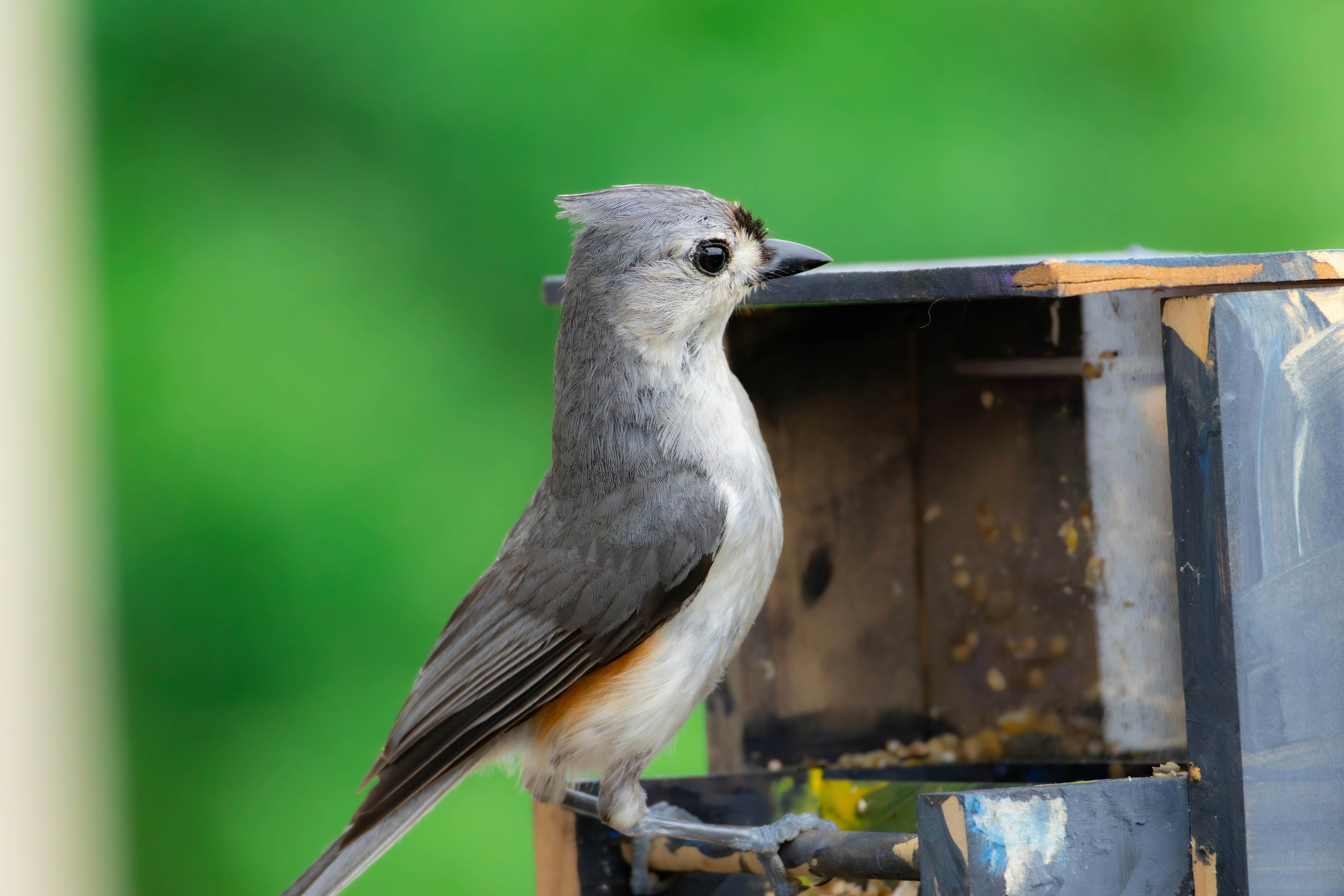 Grey-headed Bird at a Wooden Feeder