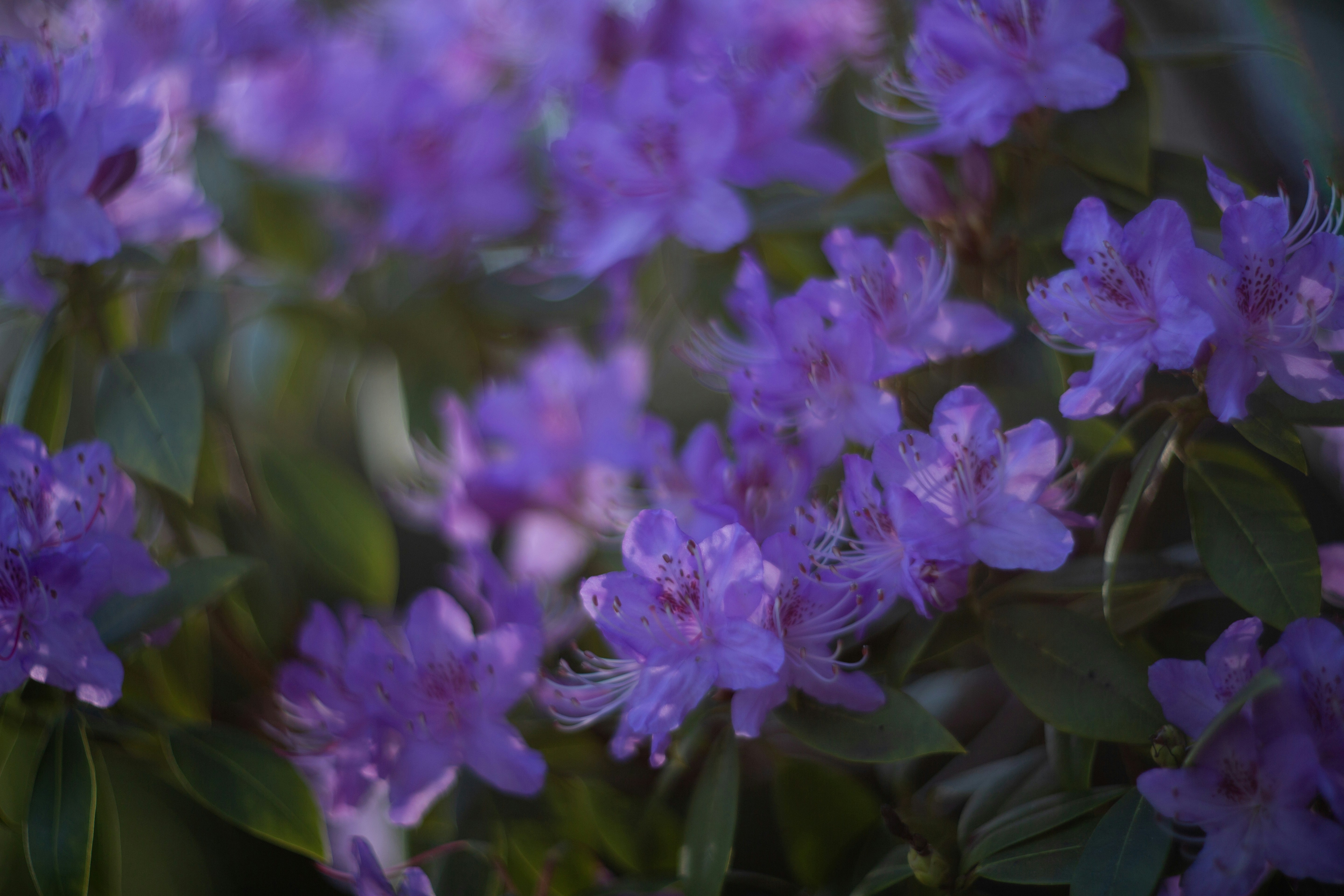 Photo by Marina Nazina with Canon EOS 5D Mark III