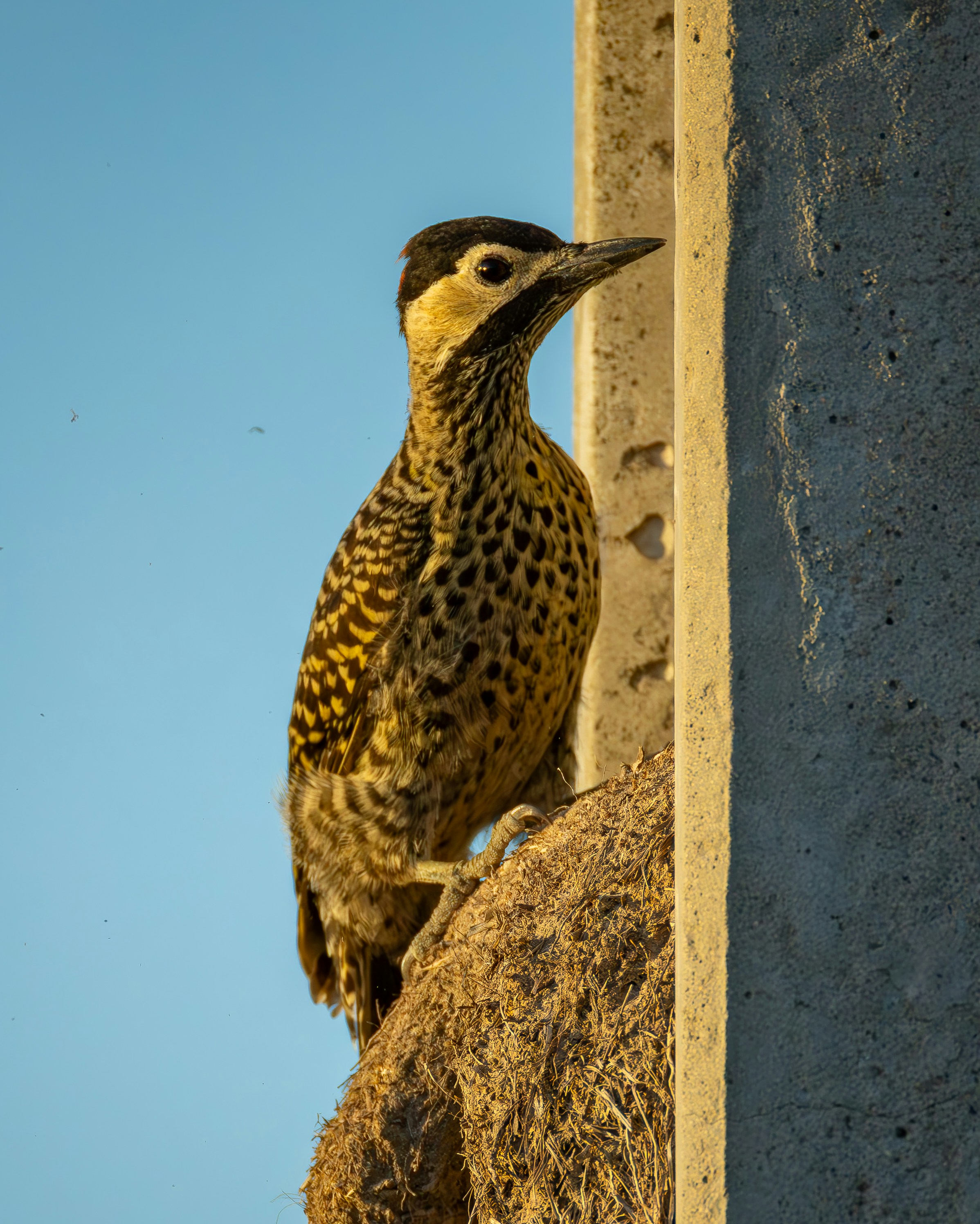 Yellow-throated Woodpecker on a sunlit ledge beside a textured blue column