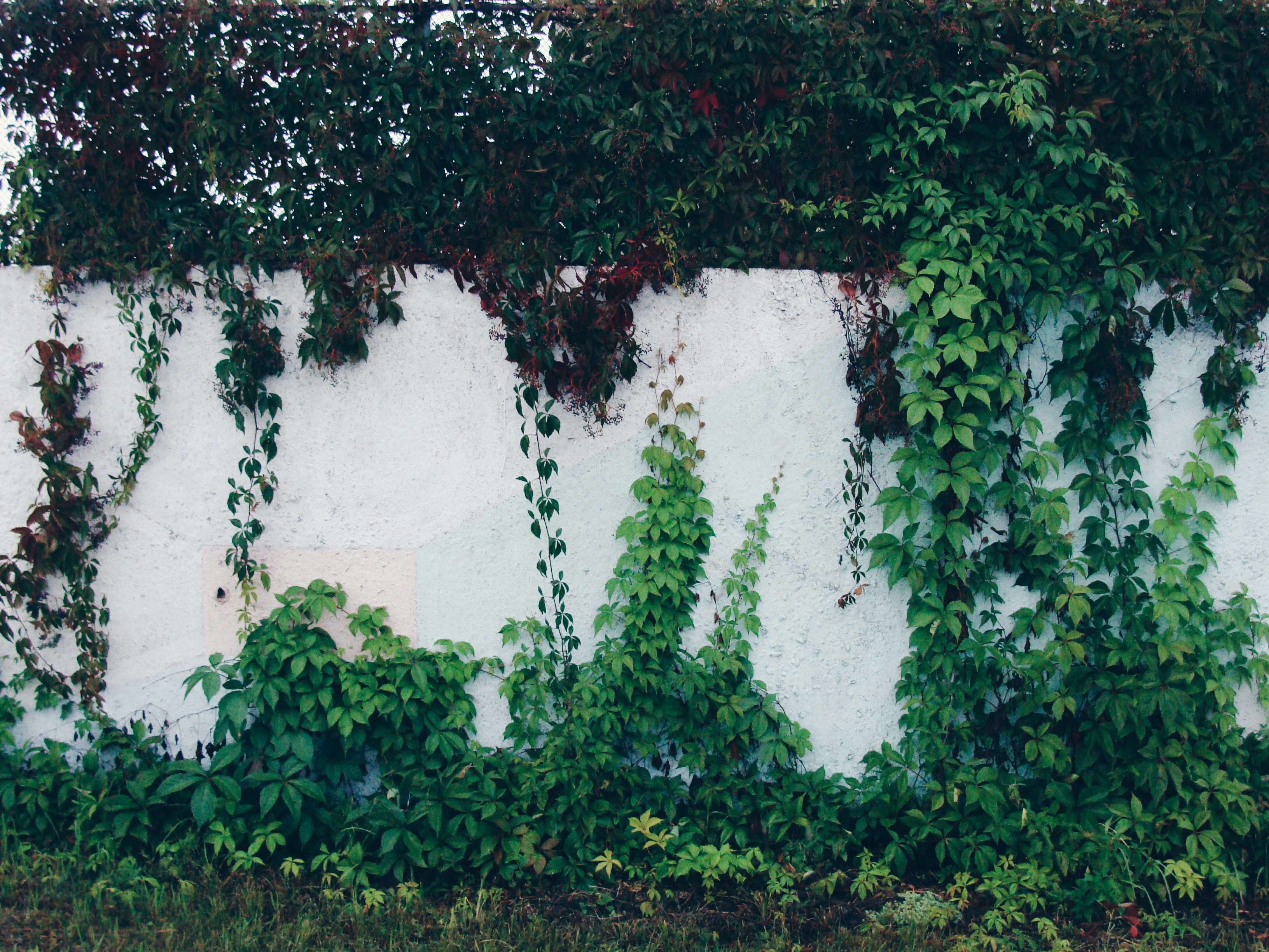 Vine-Covered Wall: A Quiet Tangle of Green Against White Texture