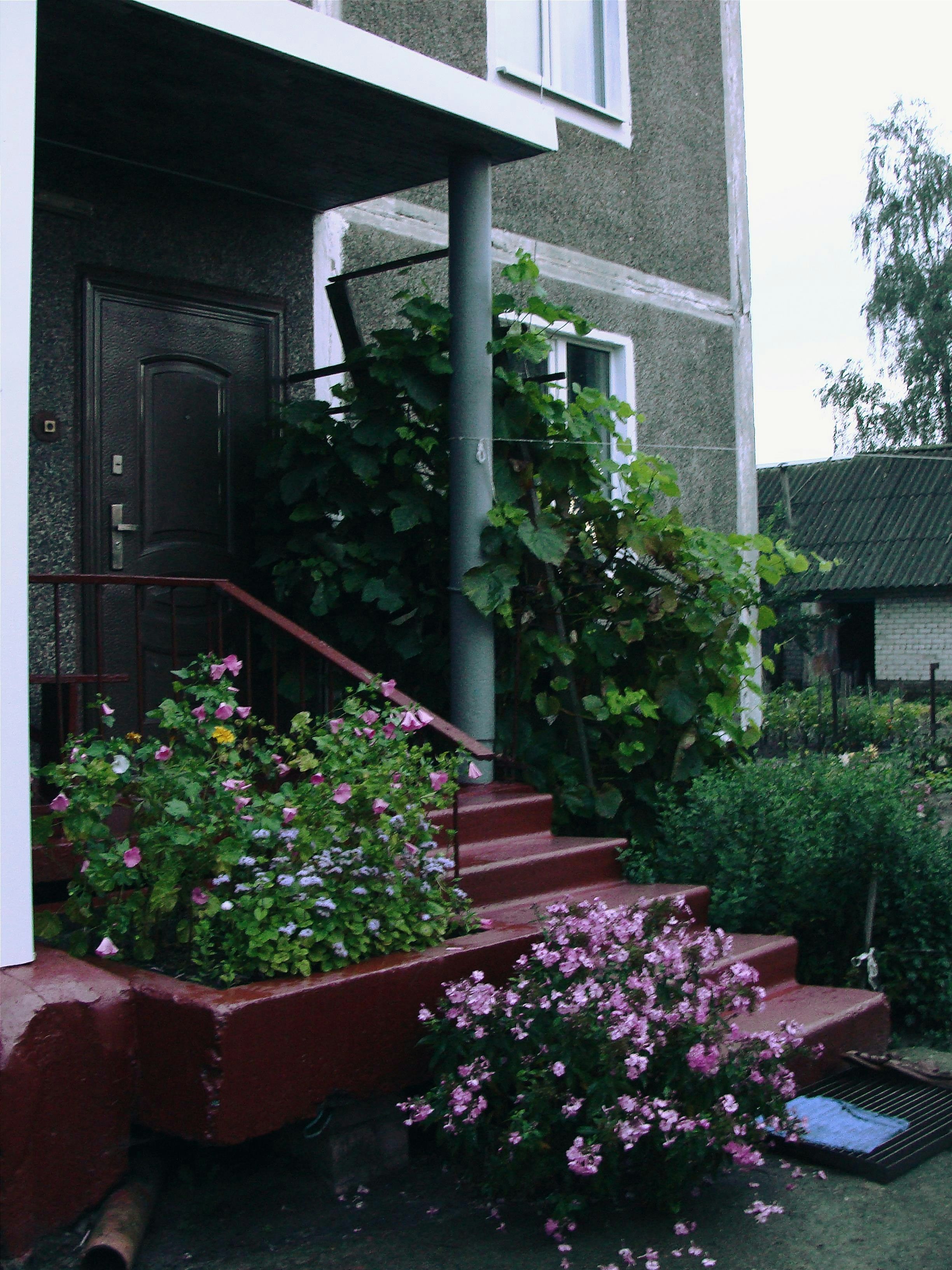 Ганцевичи цветы клумба возле дома