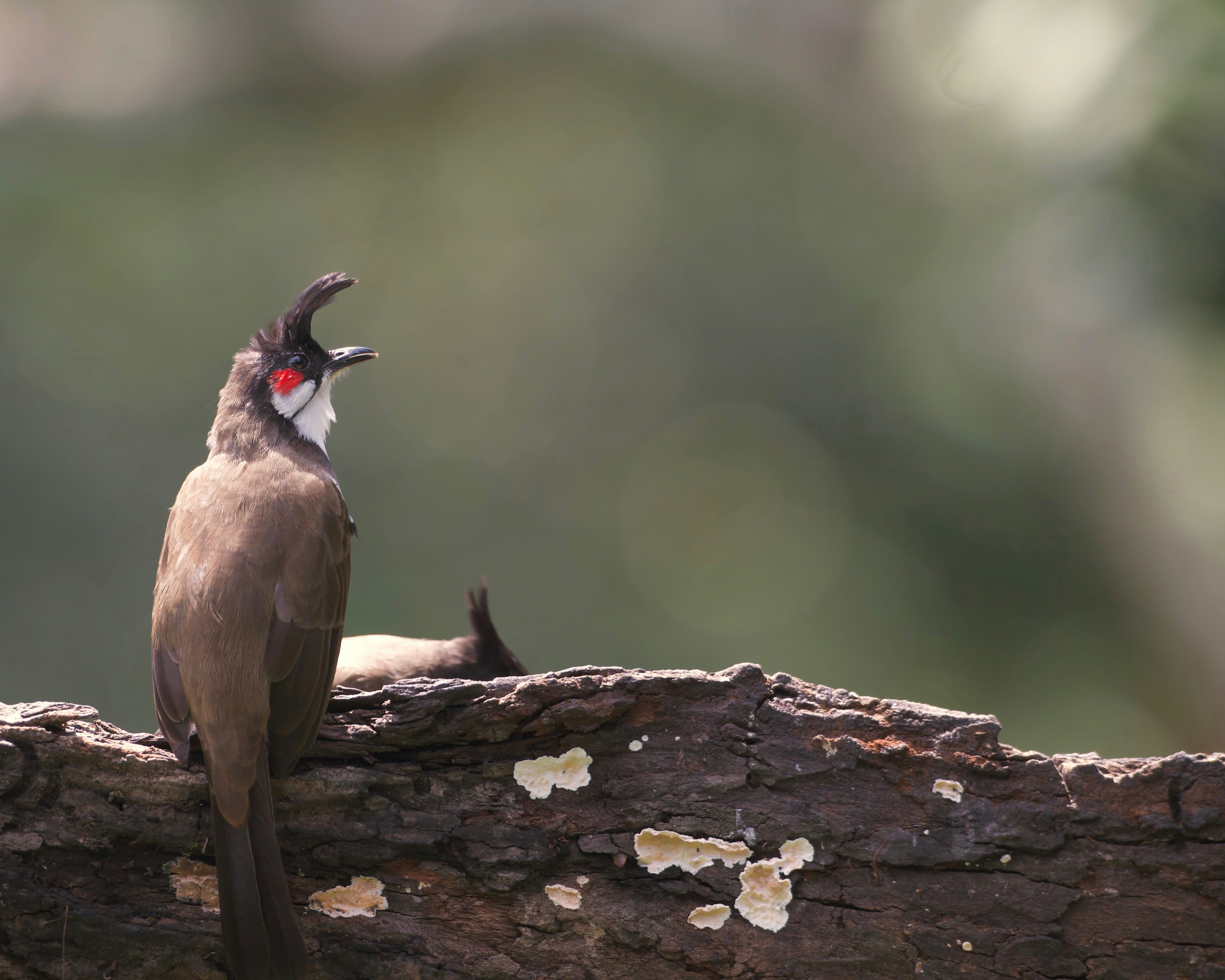 Red-whiskered bulbul