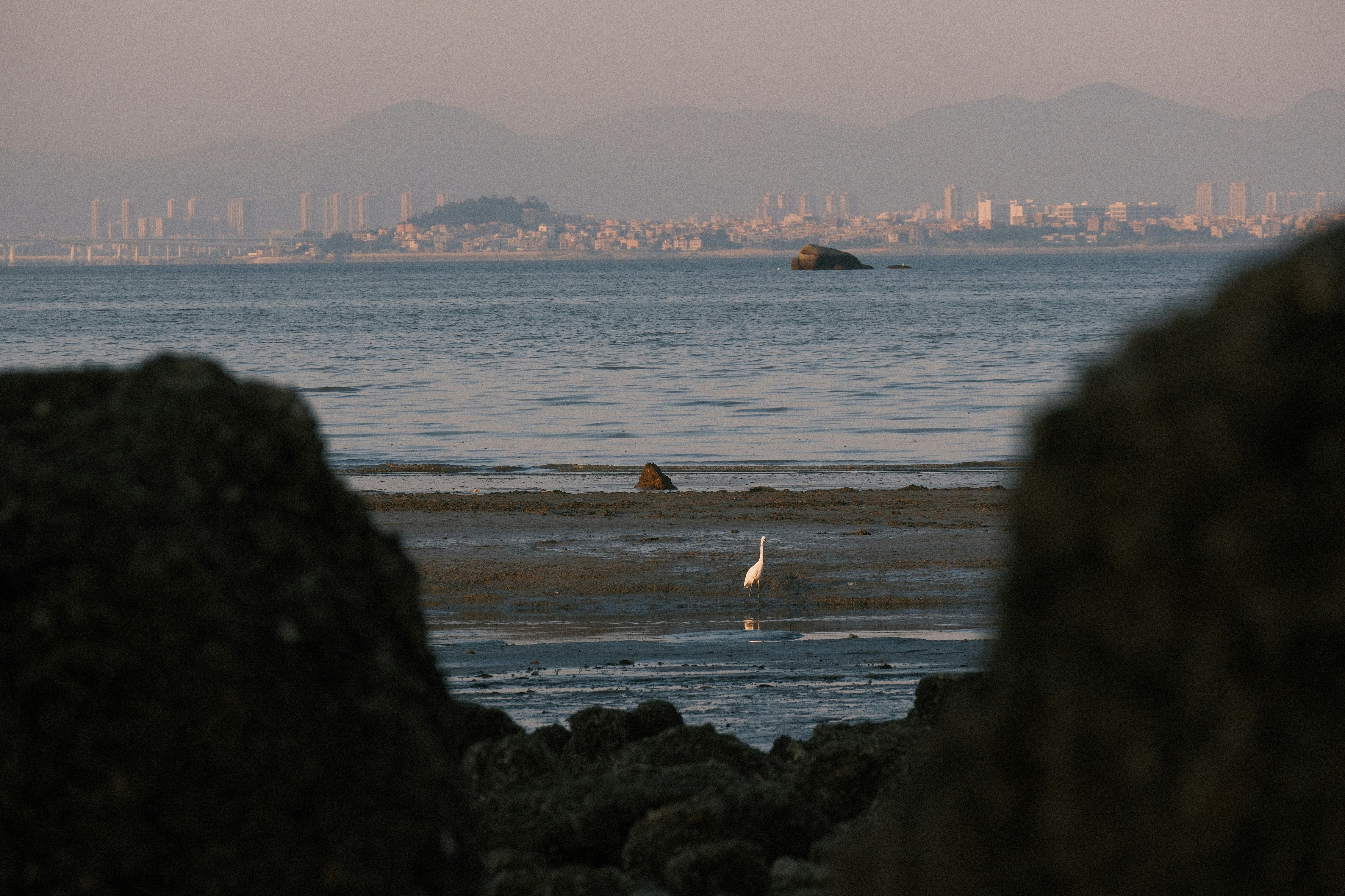 Shoreline Sentinel: A Heron Pauses Between Tides