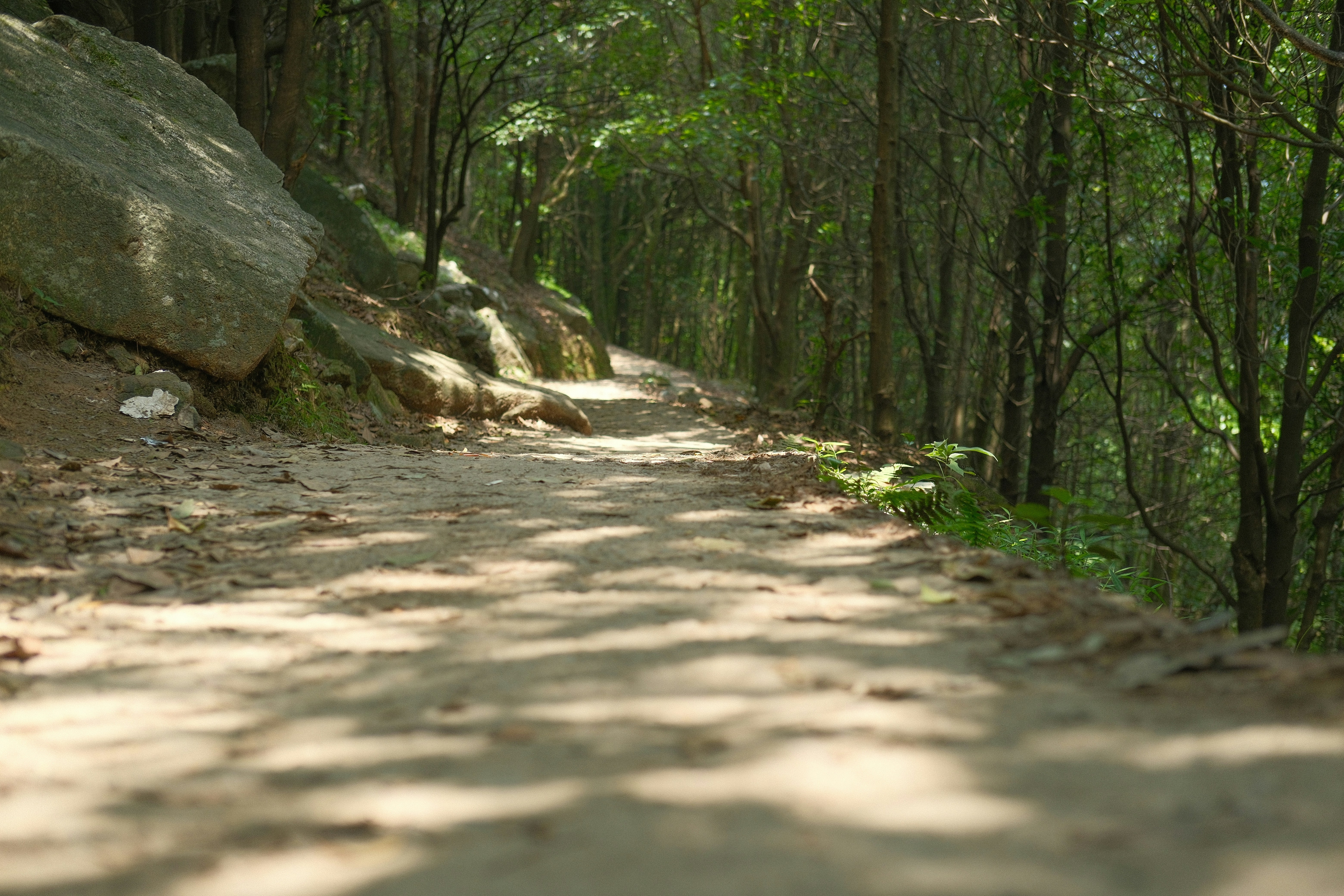 A dusty path winds through a sun-dappled forest. photo – Free Travel ...