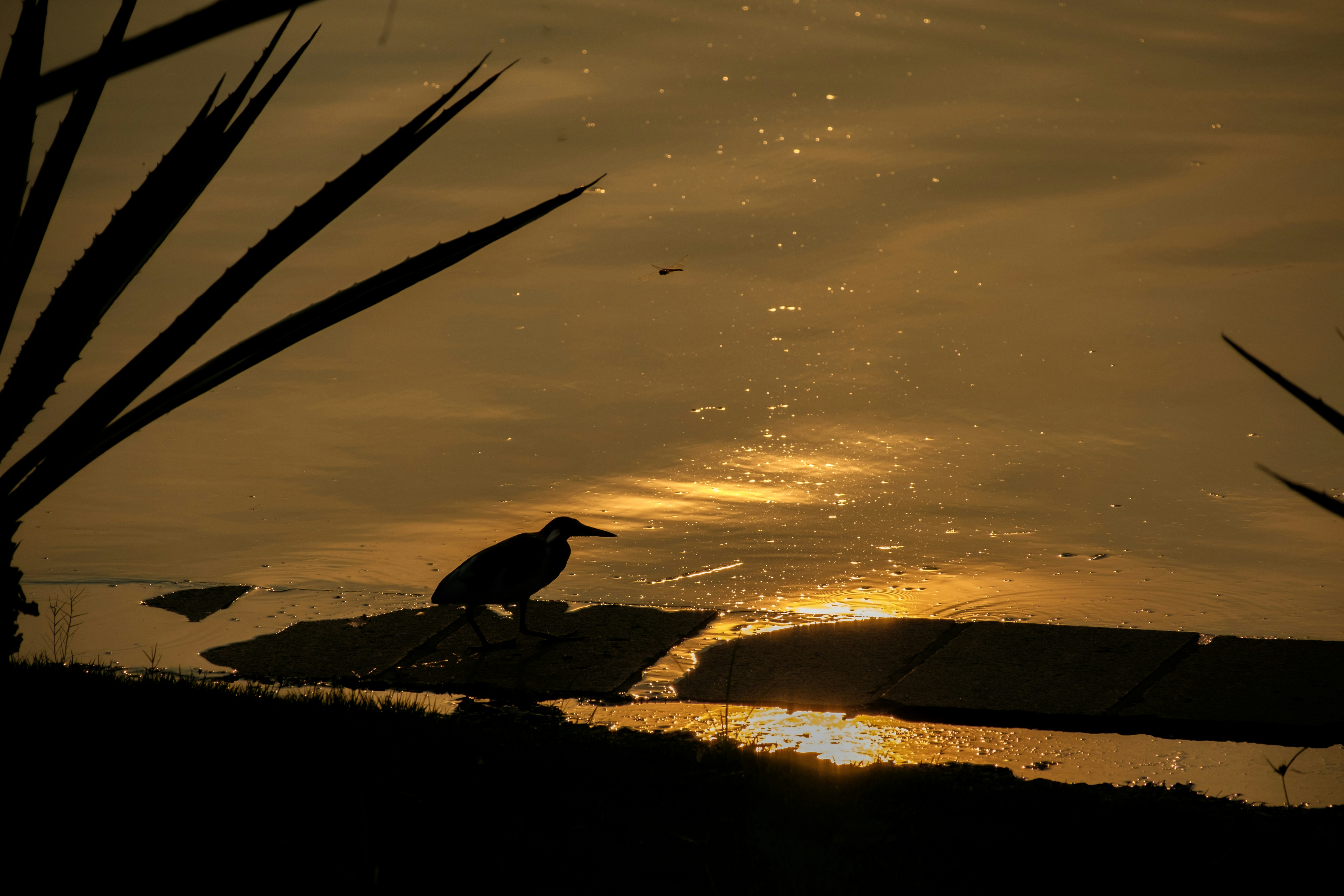 Silhouette by the Run: A Heron Strolls Across Sunset Piers