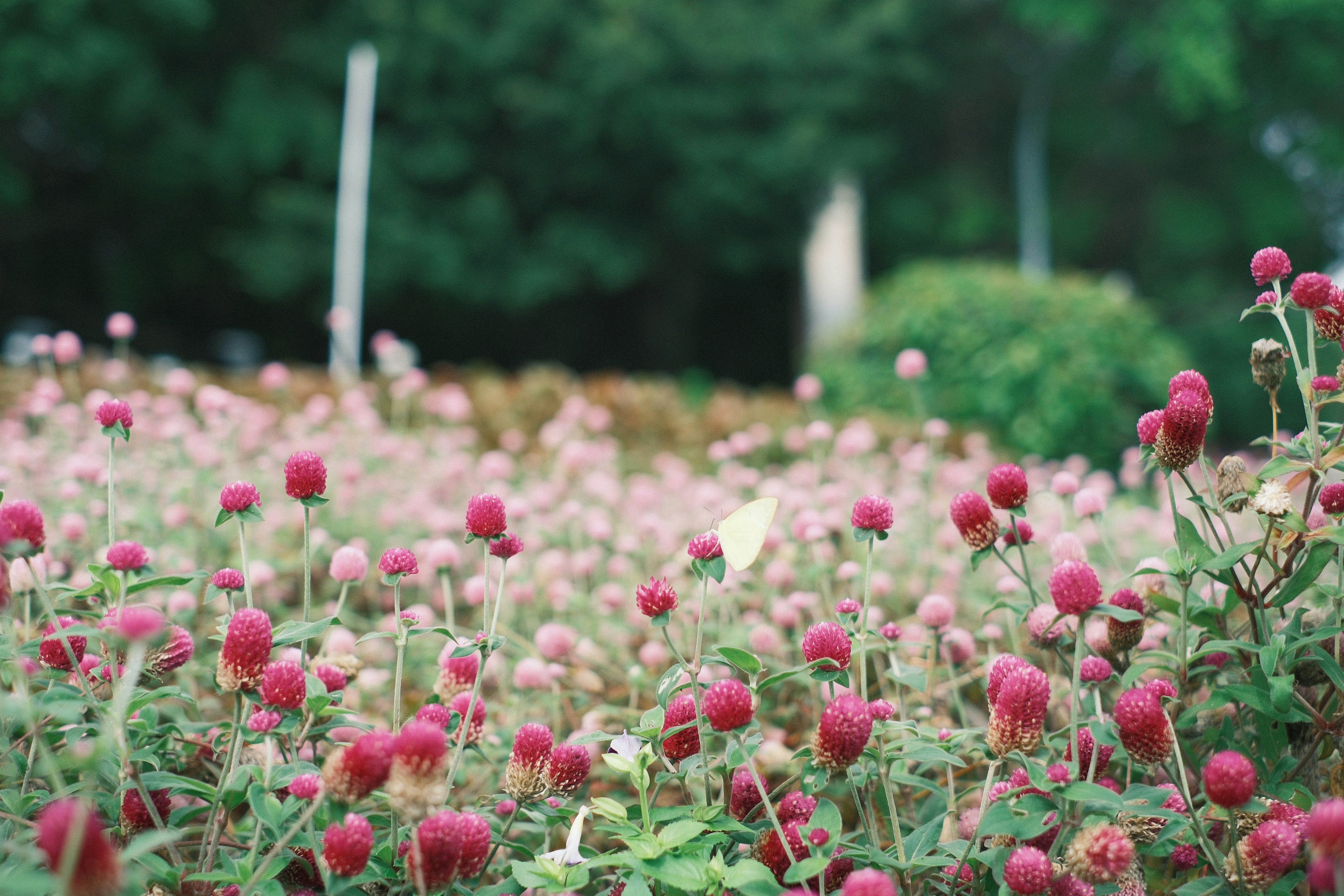 A Sea of Pink Globe-Flowers at Dusk
