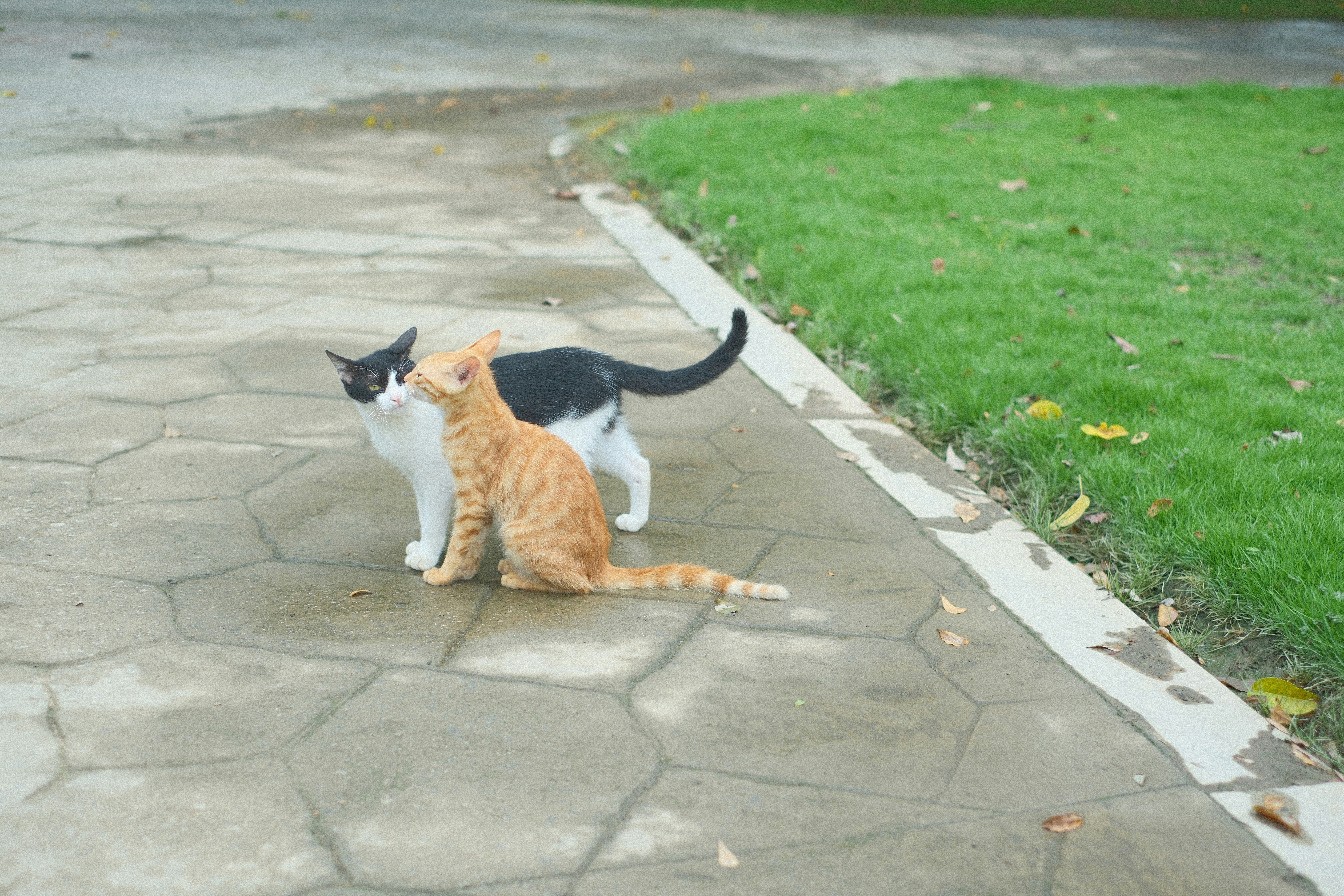 Two Tone and Ginger Pals Pause on the Path