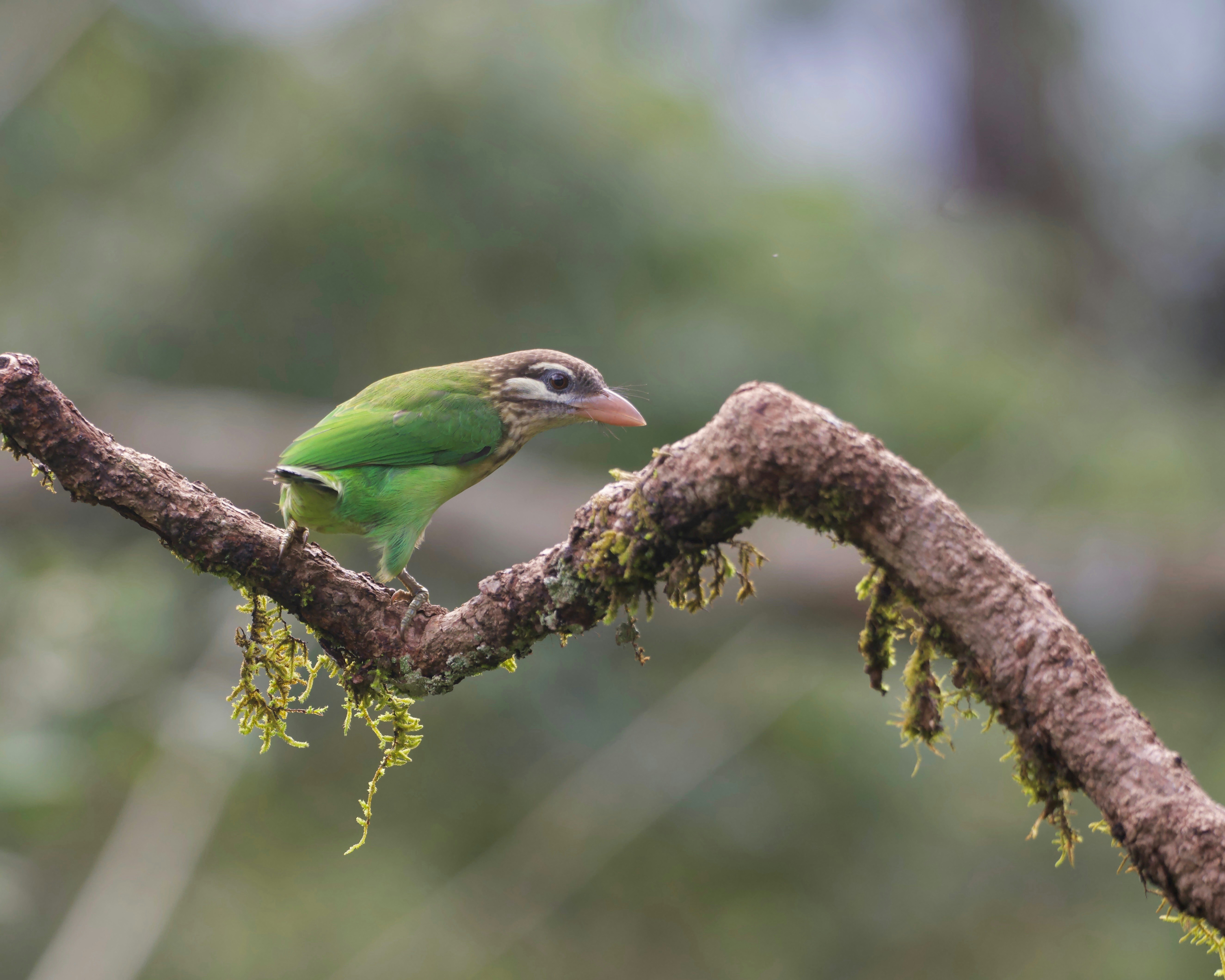 White-cheeked barbet